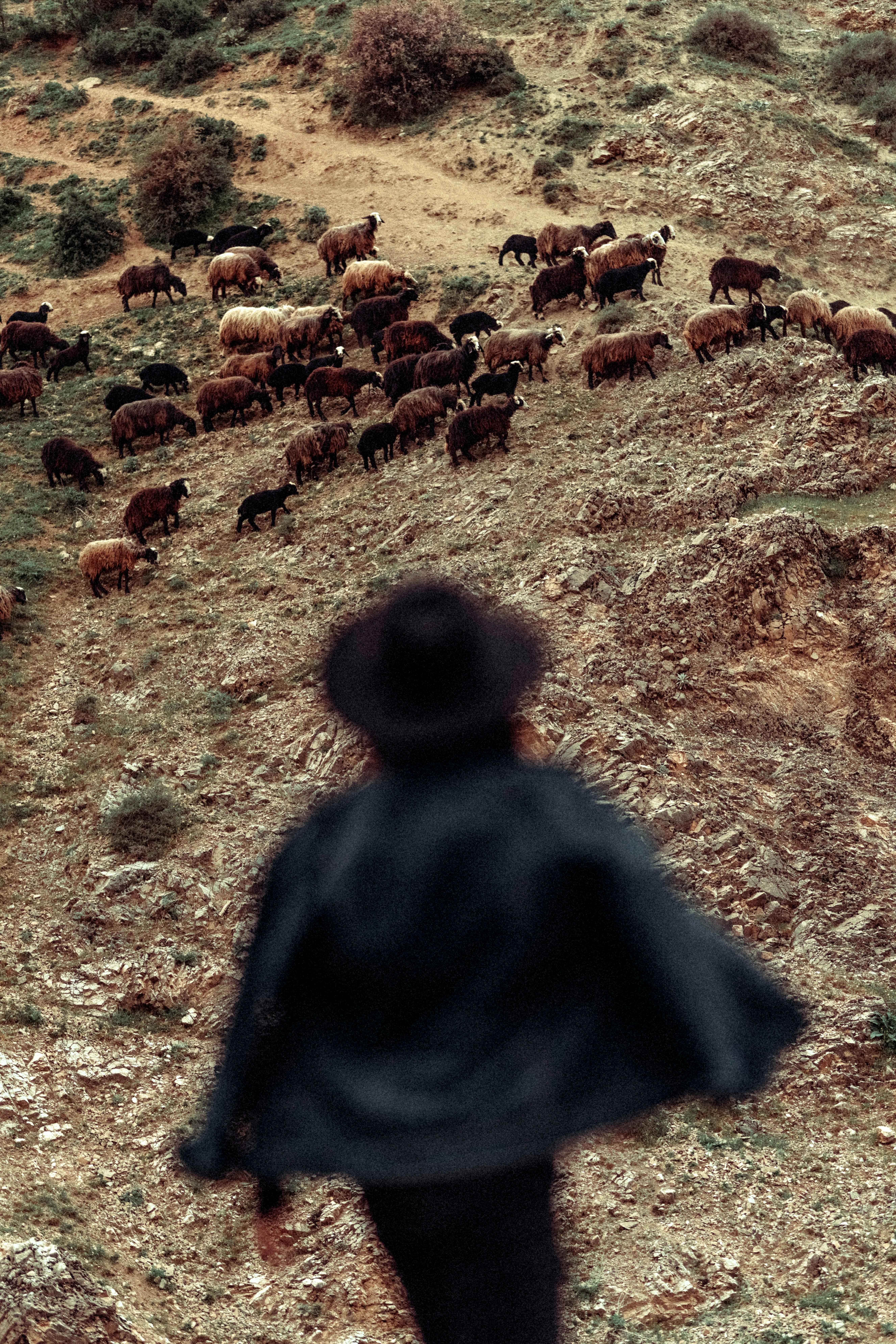 Foto de stock gratuita sobre agricultura, aislado, al aire libre, fotos ...
