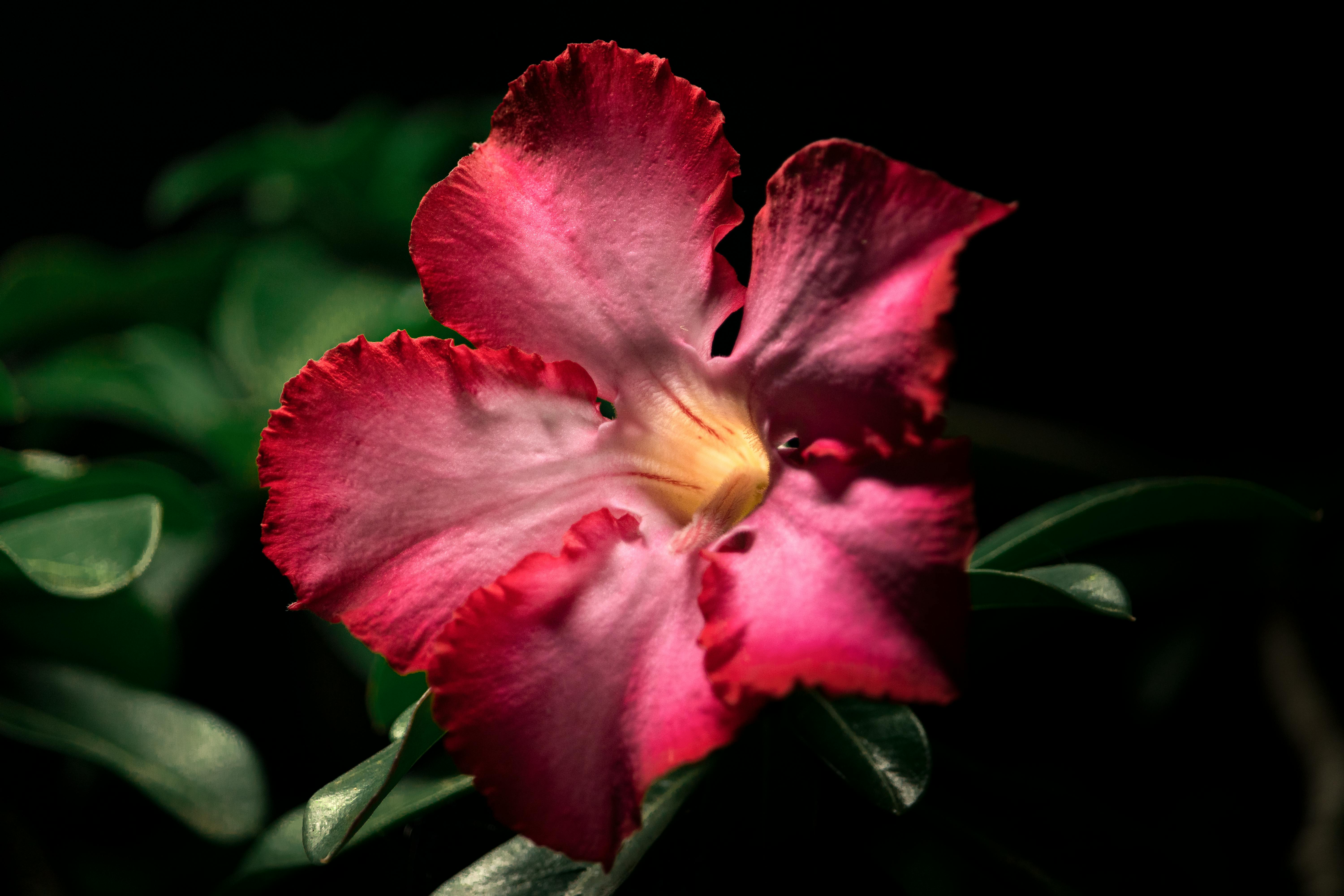Close-Up Photo of a Blooming Red Desert Rose Flower · Free Stock Photo