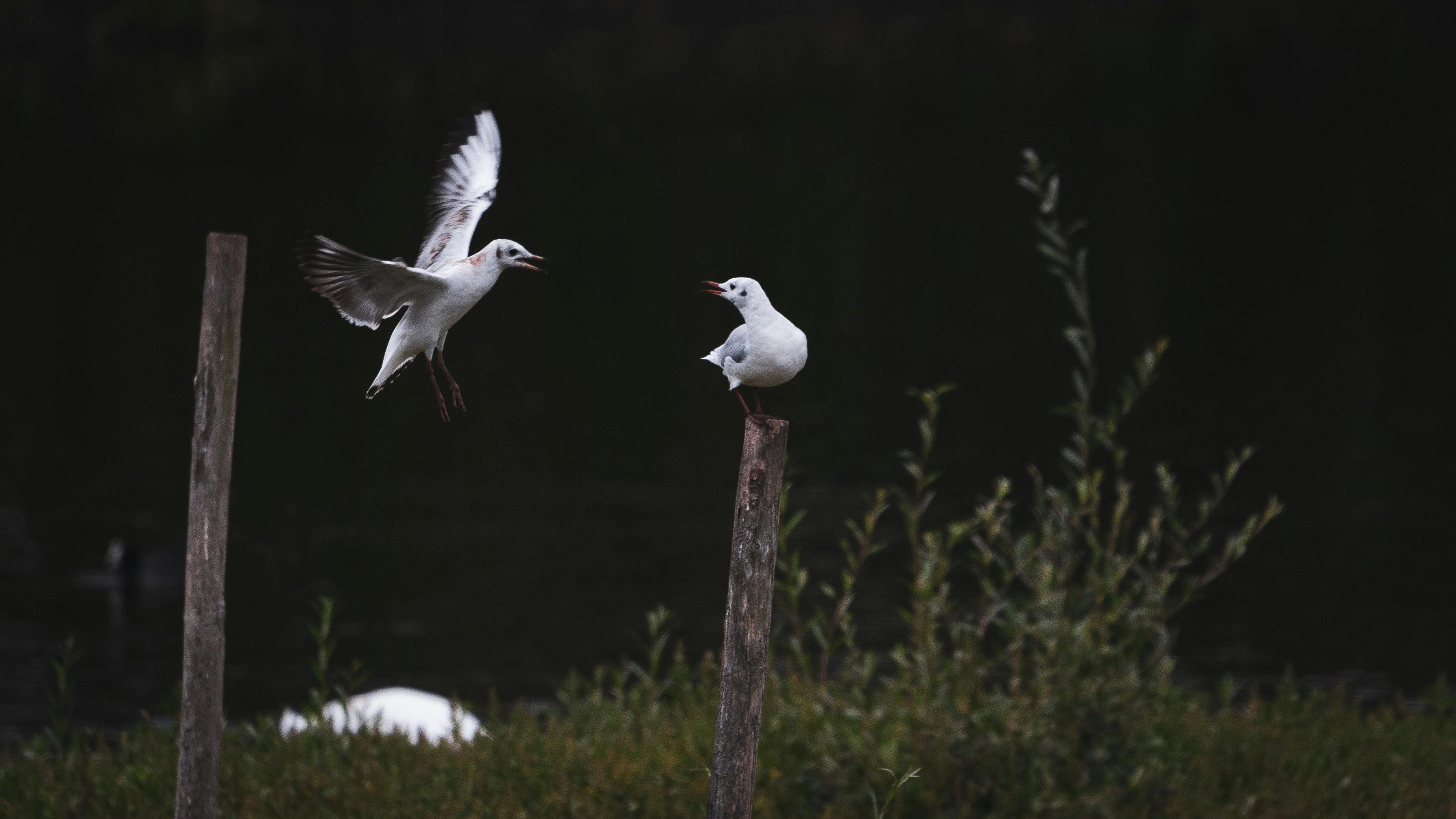 White Bird Flying Under Blue Sky · Free Stock Photo
