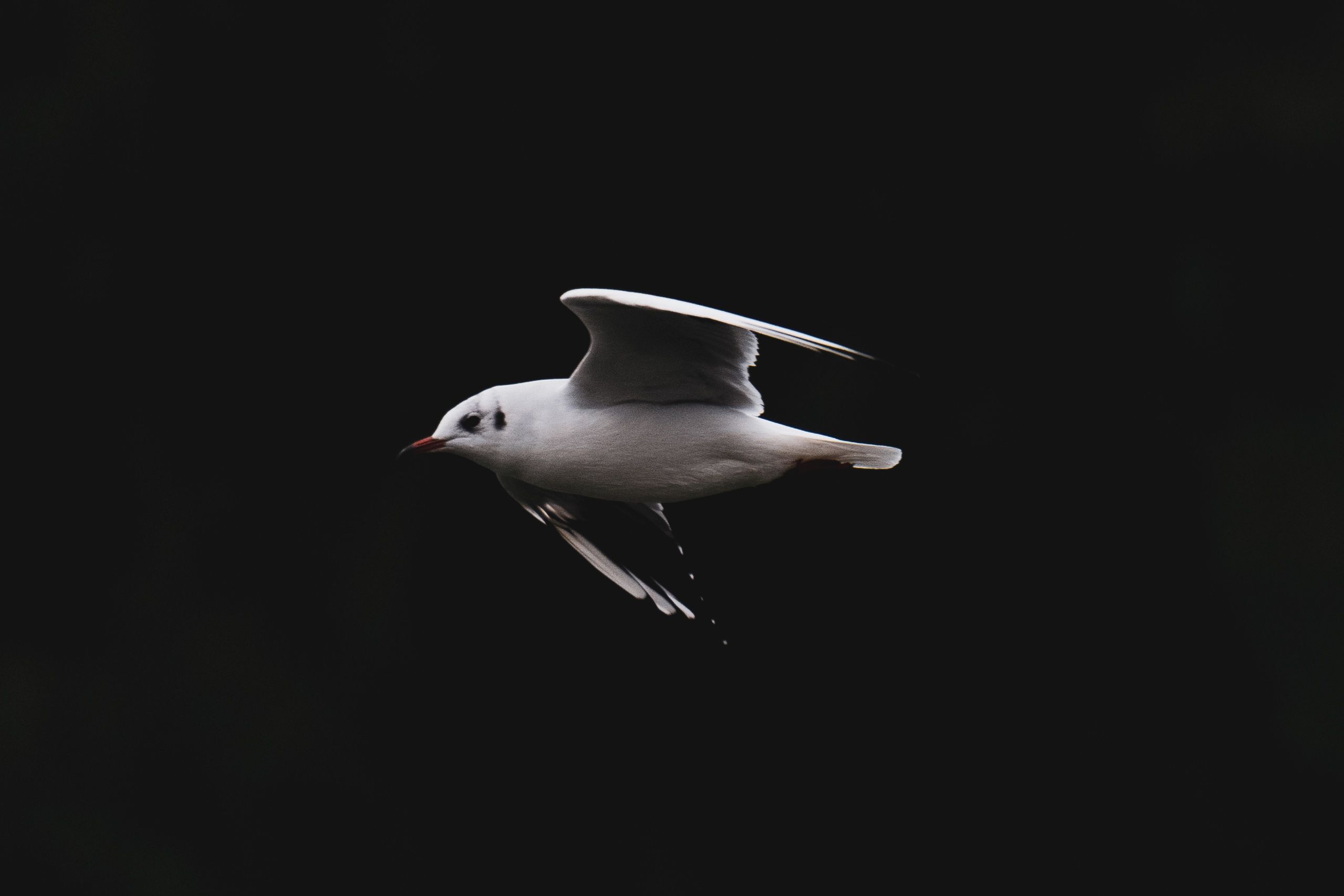 Close-up of a Seagull Flying on Black Background · Free Stock Photo
