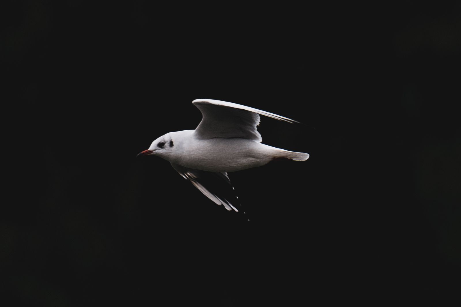 120.633+ Fotos y Imágenes de Animal volador Gratis · Banco de Fotos Gratis