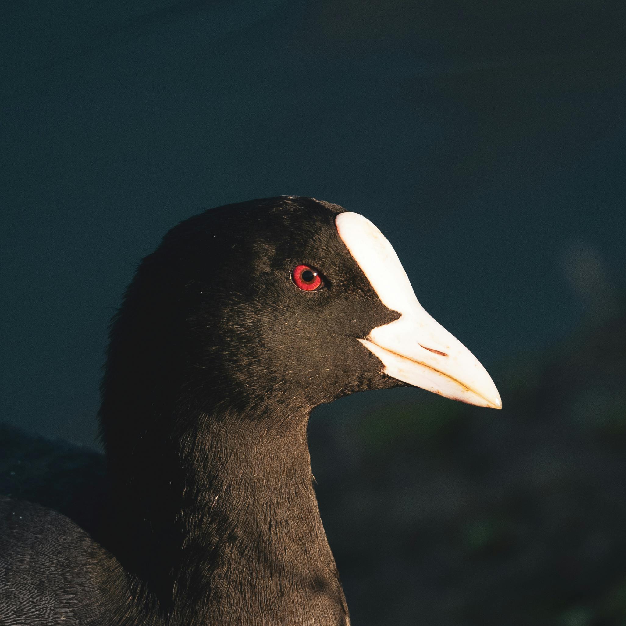 A Eurasian Coot and its Young · Free Stock Photo