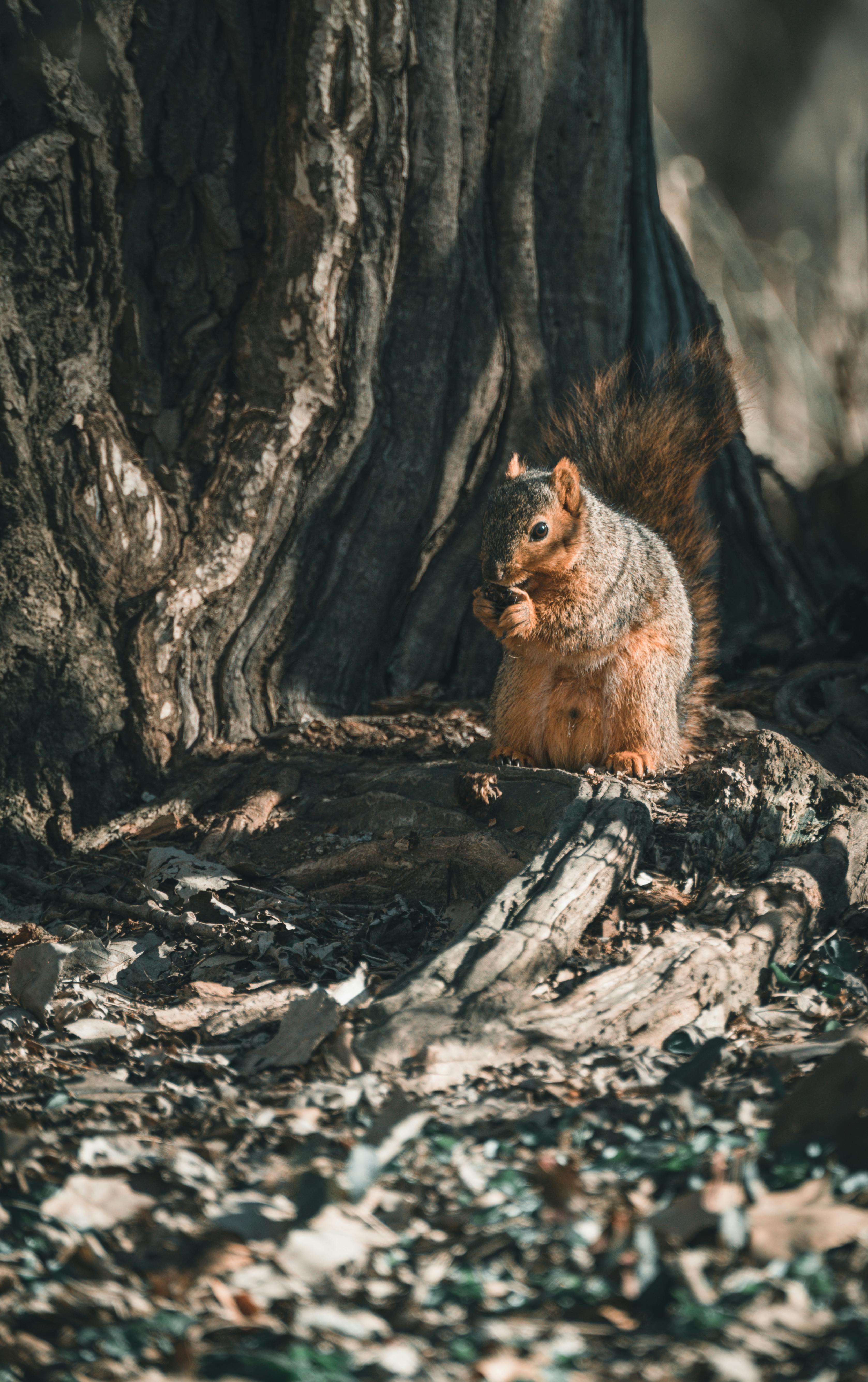 Squirrel while Eating · Free Stock Photo