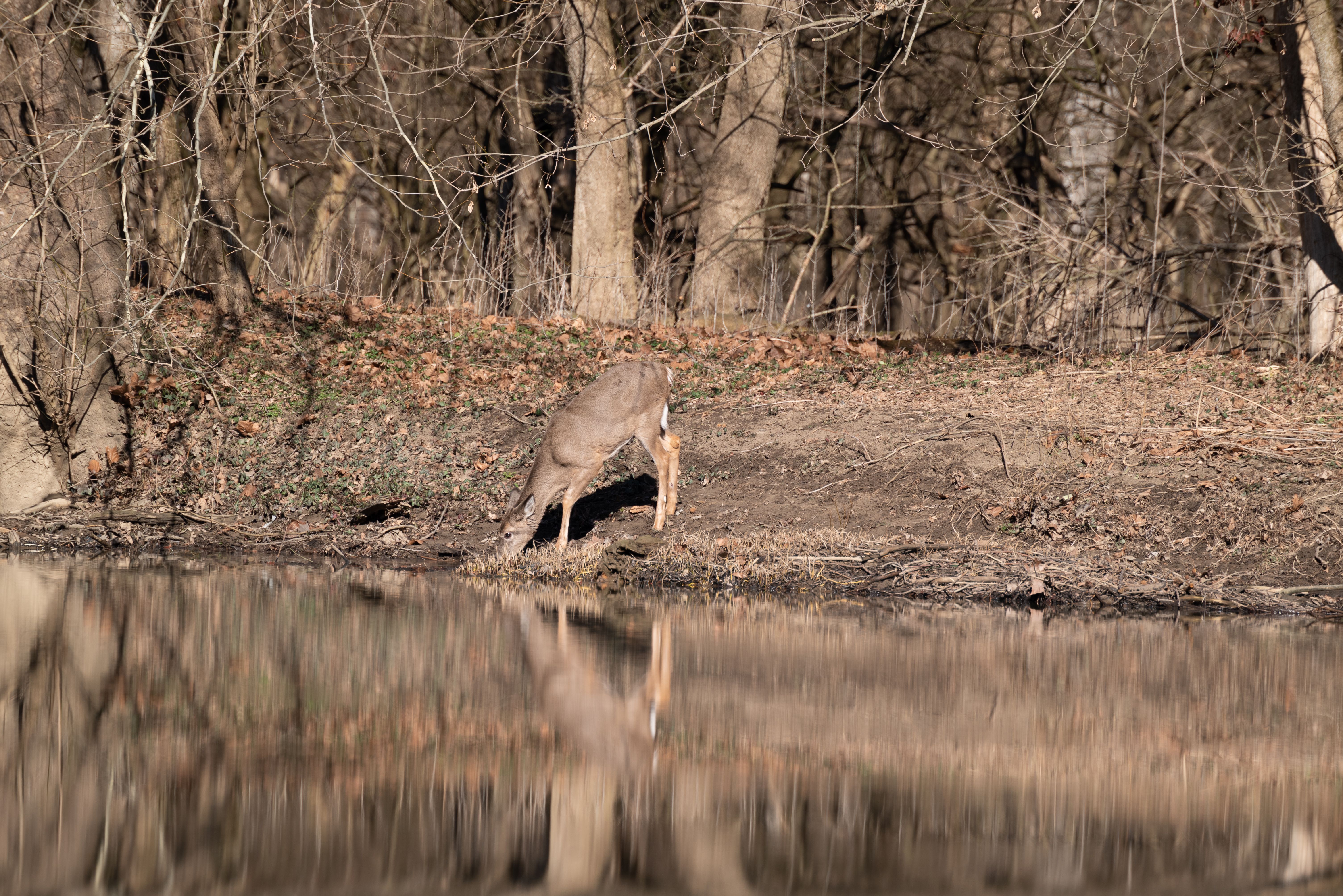 Deer Drinking from a Forest Lake in Autumn · Free Stock Photo
