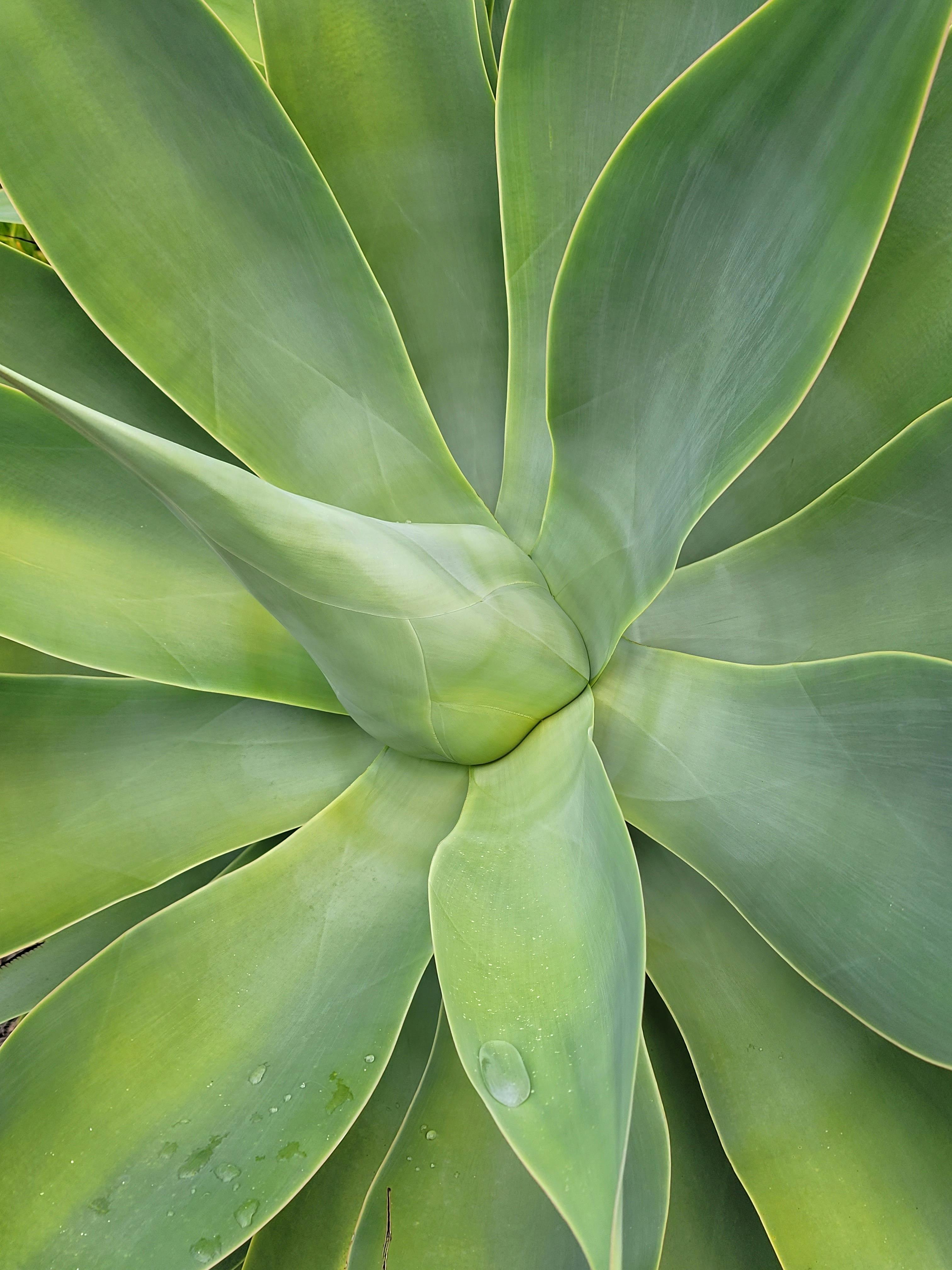 Close-up of a Fox Tail Agave · Free Stock Photo