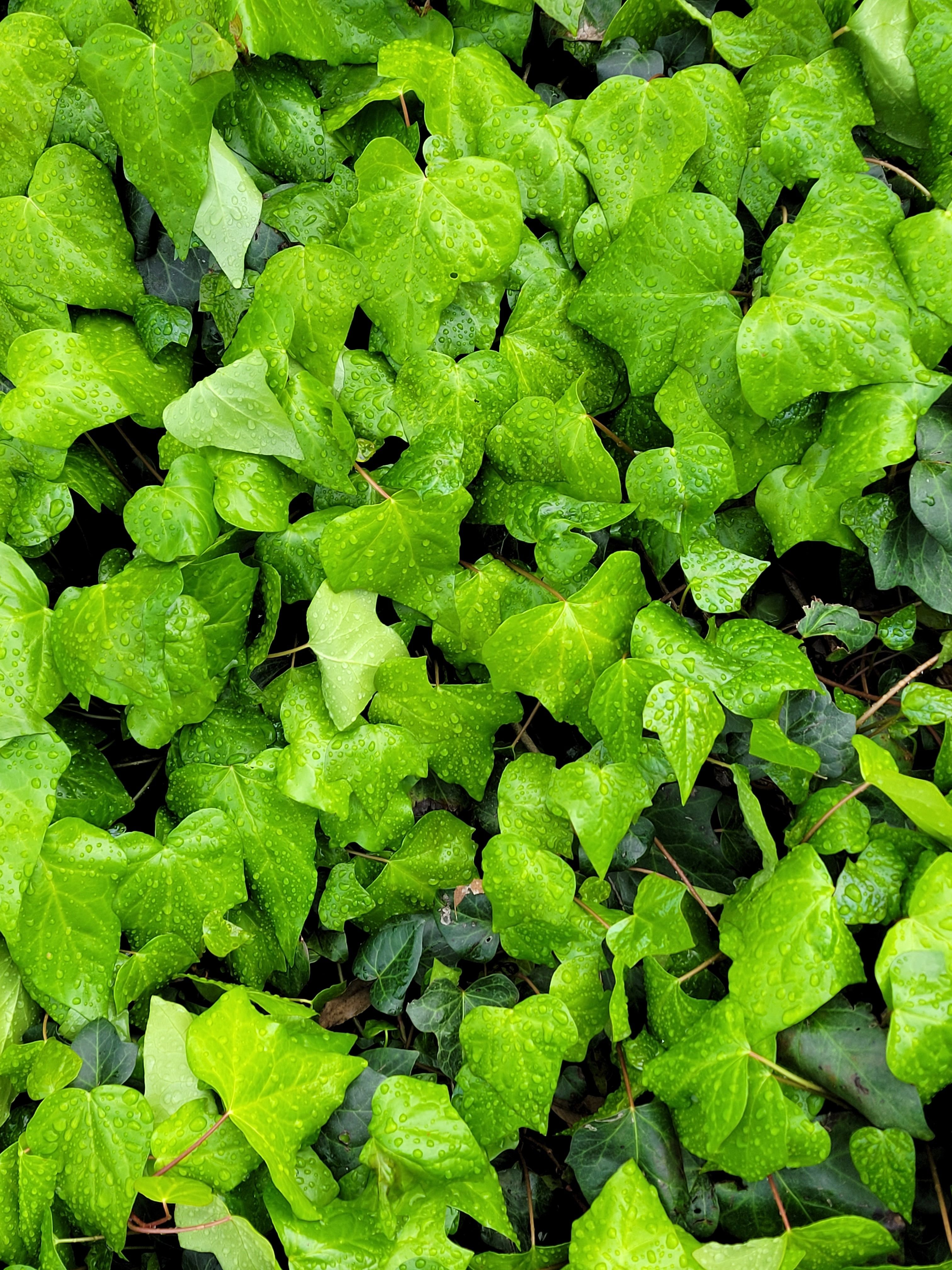 Leaves of Clinging Plant · Free Stock Photo