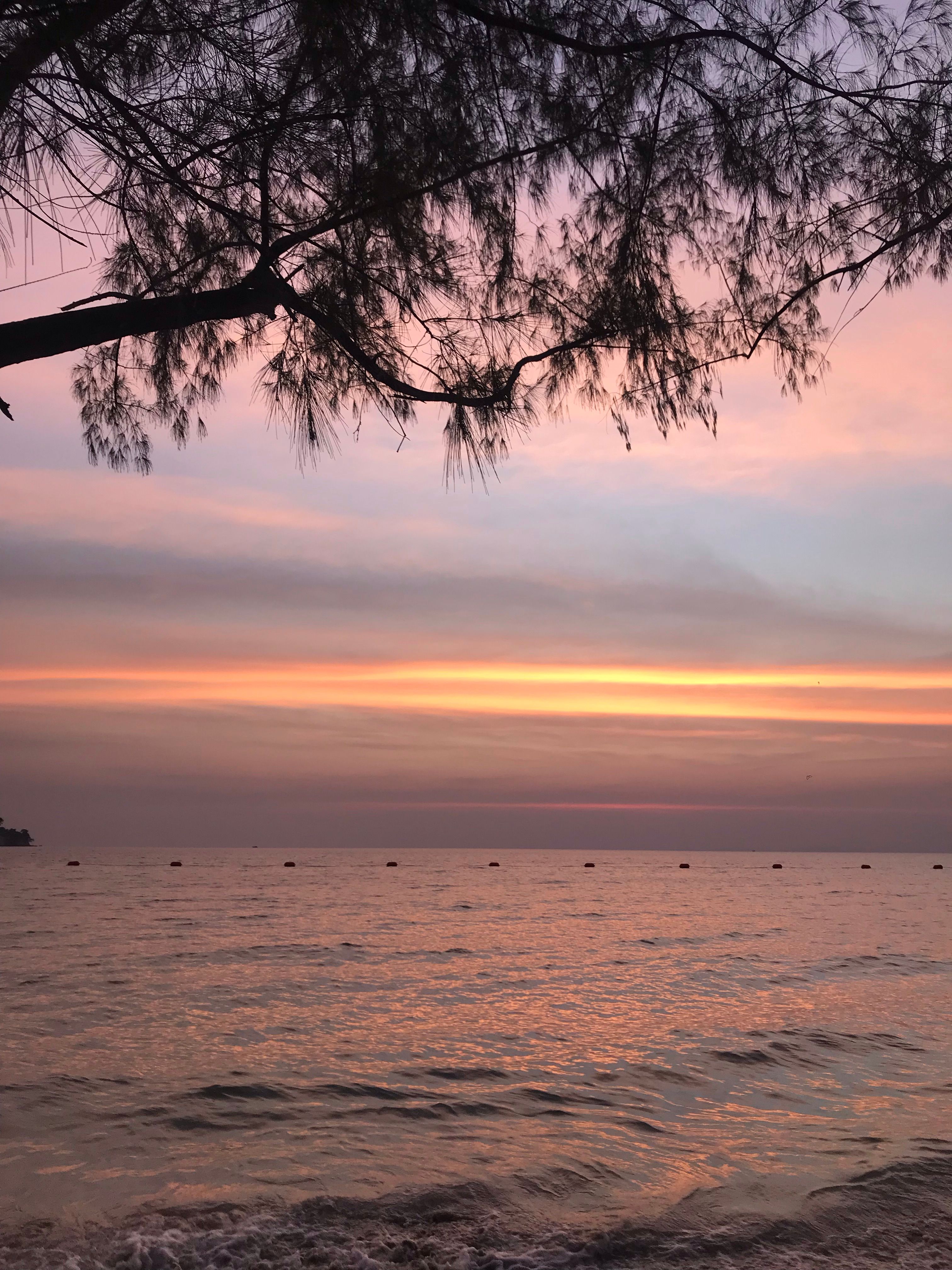Tree Branches over Sea Shore at Sunset · Free Stock Photo