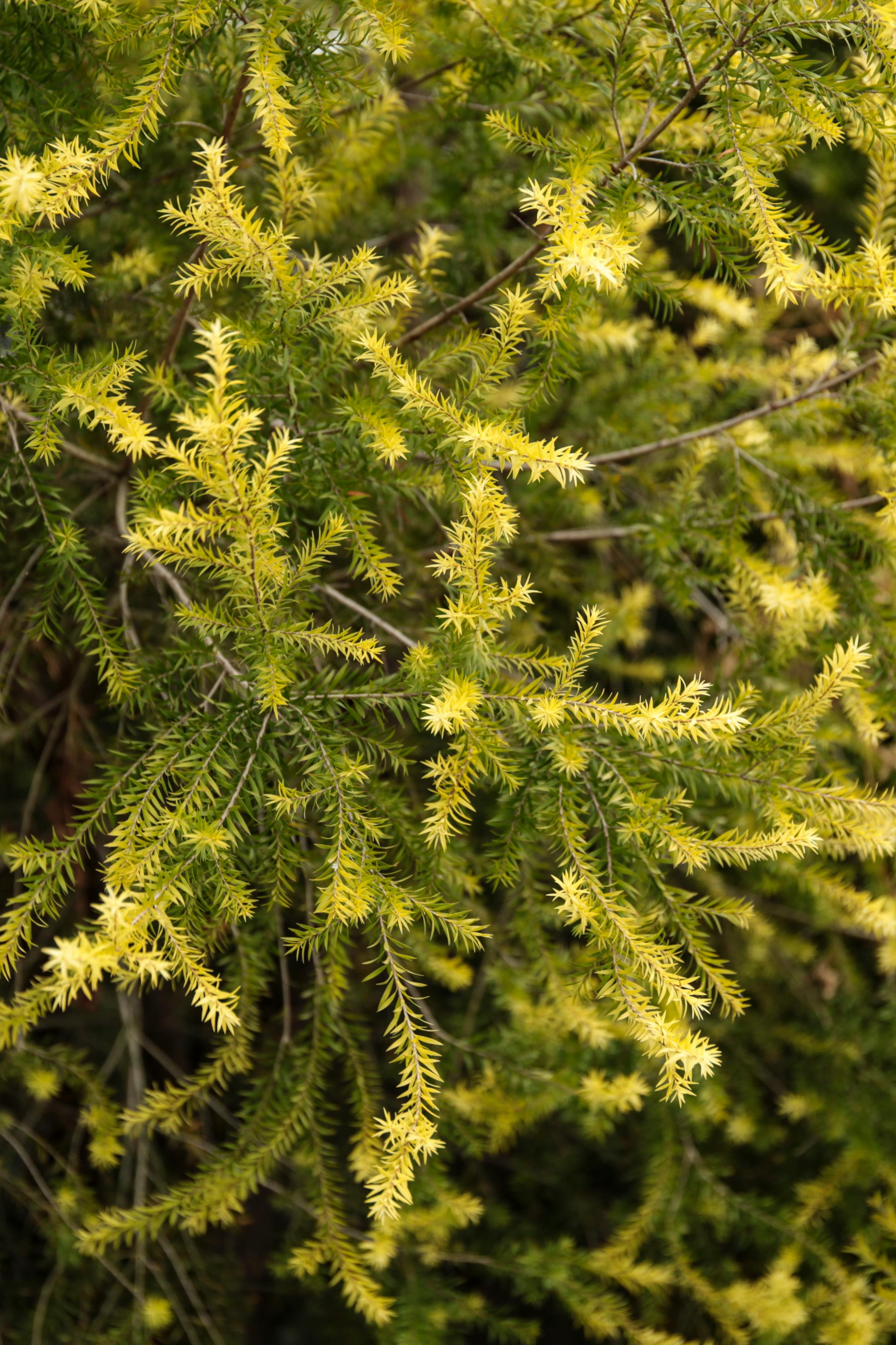 Florae Photos, Download The BEST Free Florae Stock Photos & HD Images