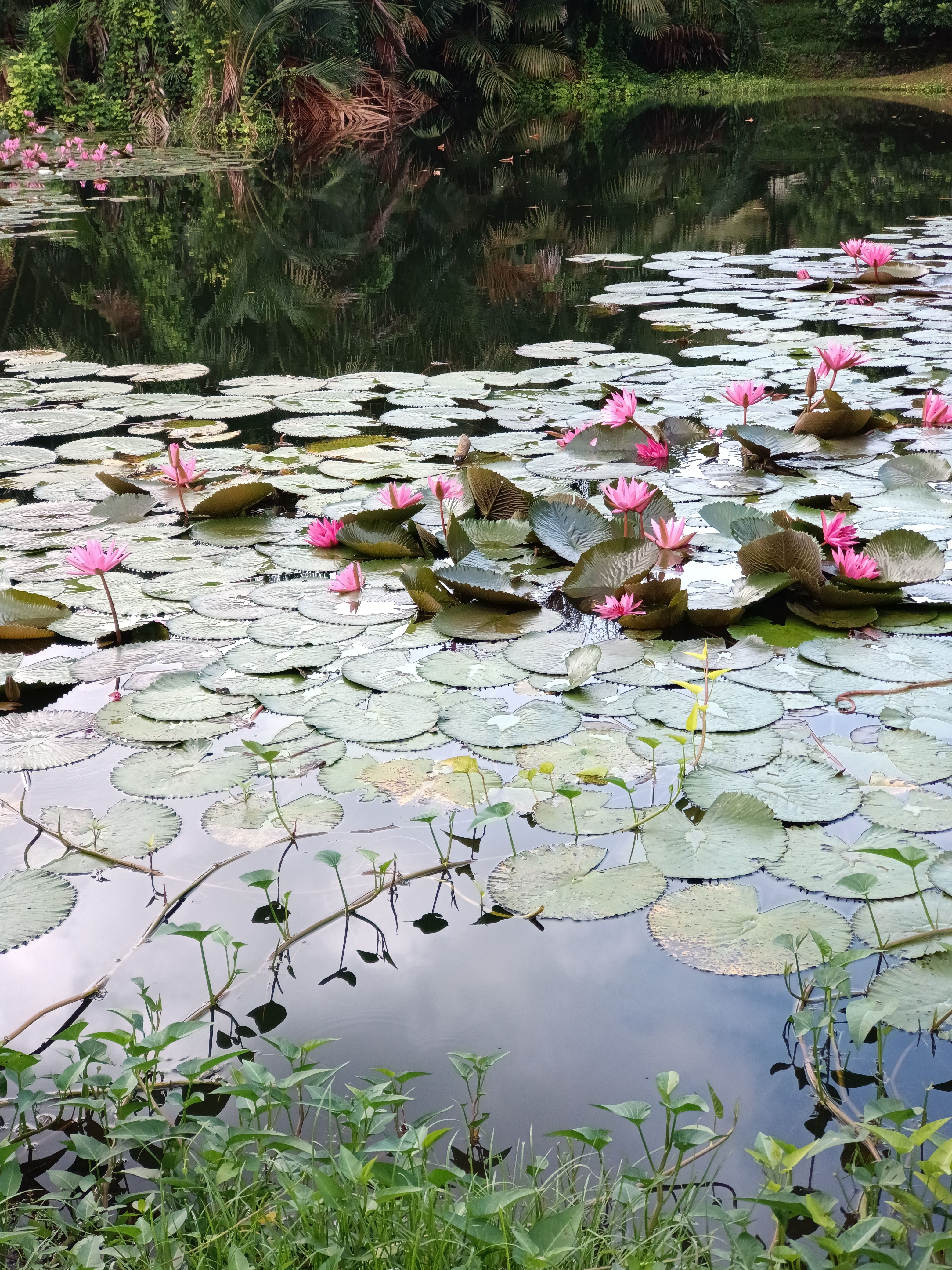 Lotuses and Leaves on Water Pond · Free Stock Photo