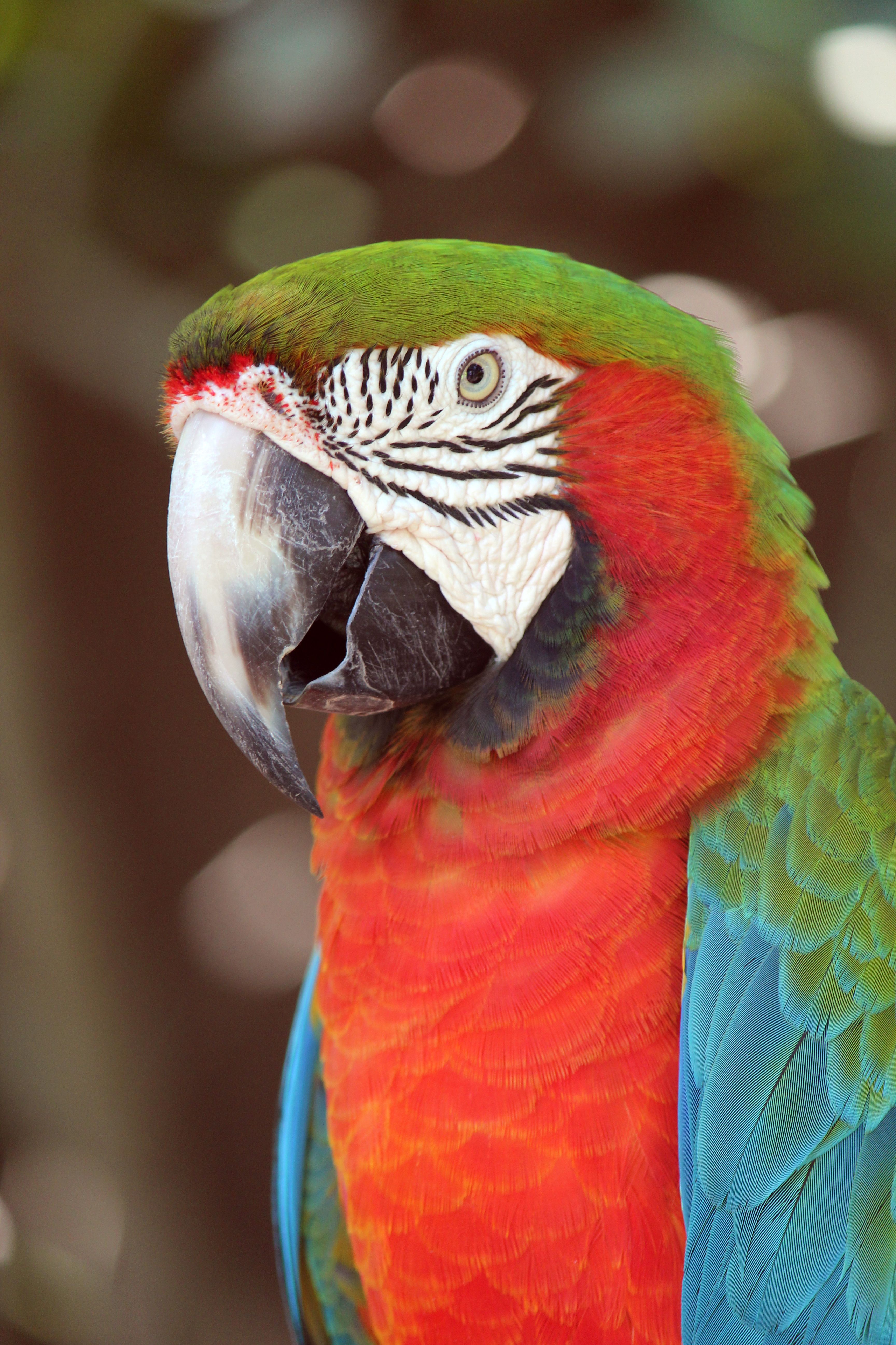 Foto de stock gratuita sobre amante de las aves, amarillo, amazonas ...