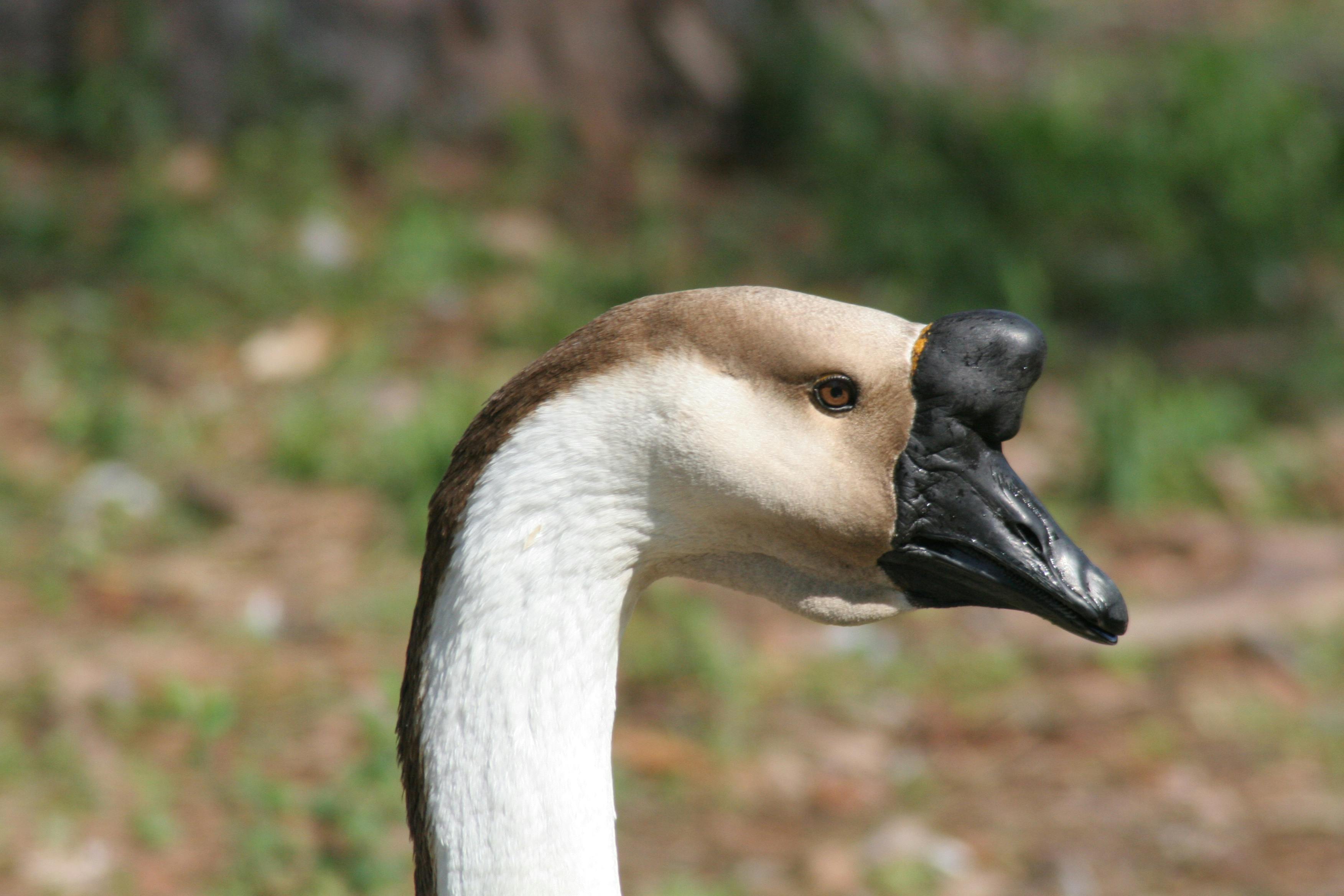 Three Curious Geese on the Pavement · Free Stock Photo