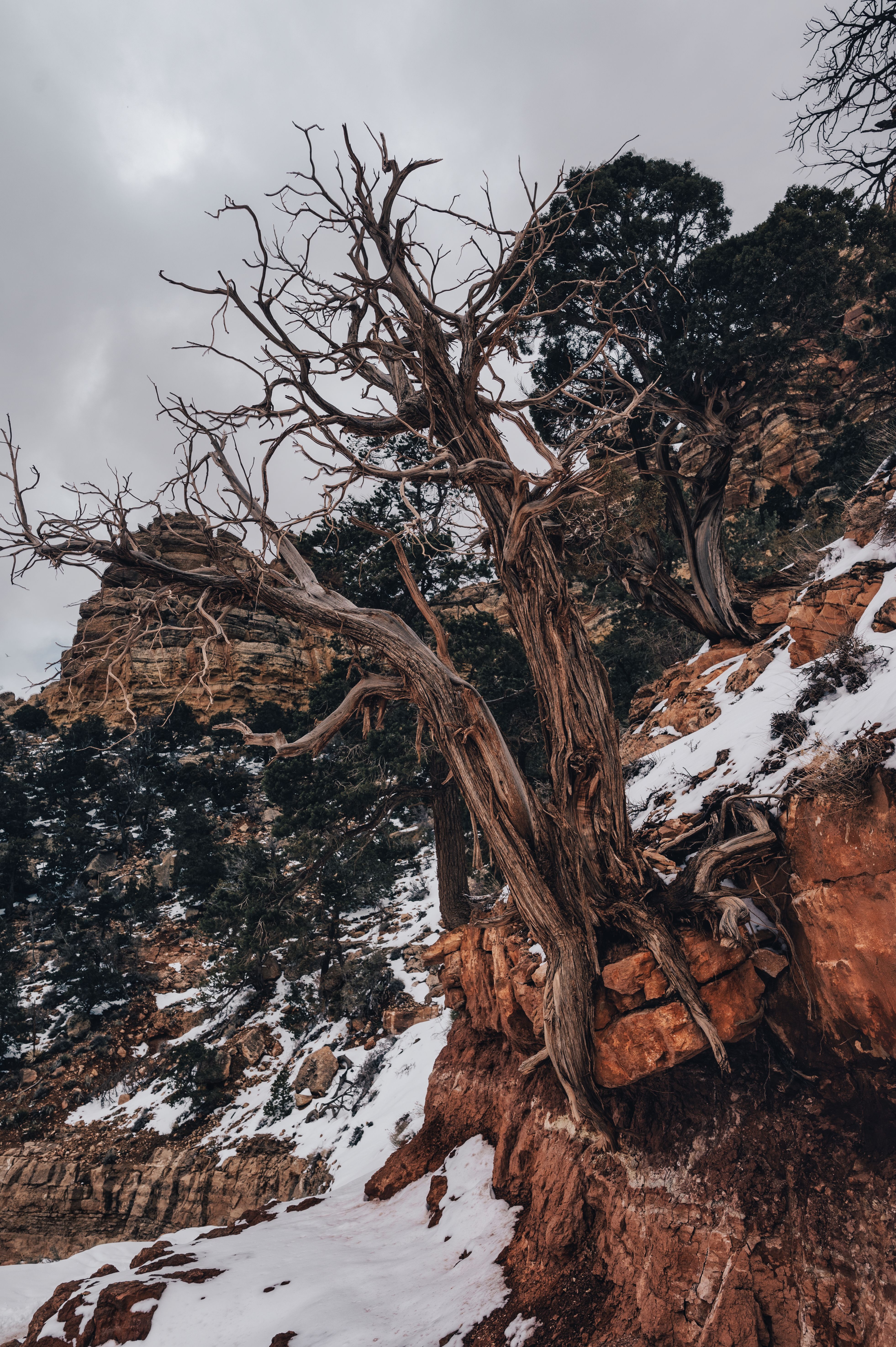 Bare Trees on Slope in Grand Canyon National Park · Free Stock Photo