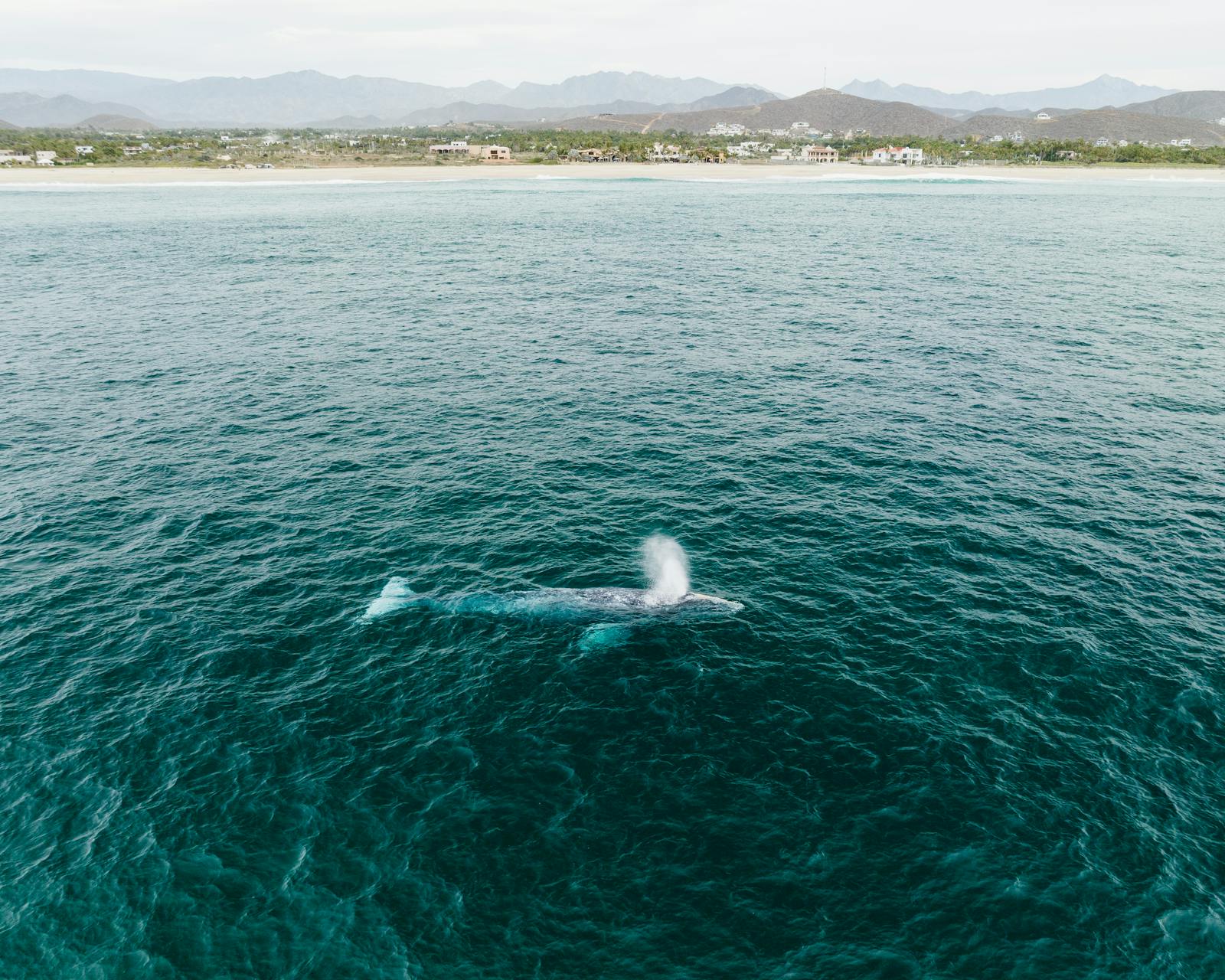 Blue Whale Photos, Download The BEST Free Blue Whale Stock Photos & HD ...