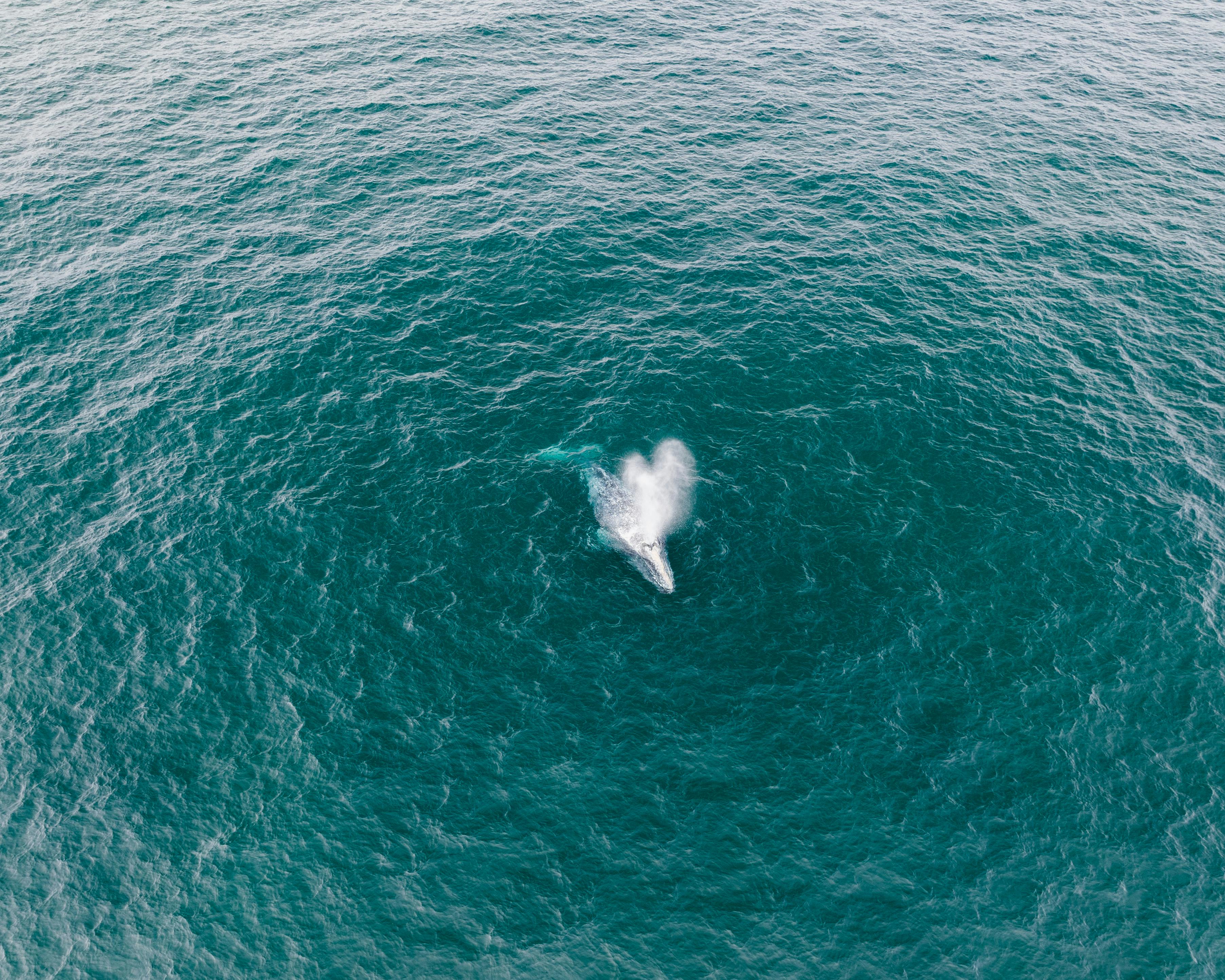 Spouting Photos, Download The BEST Free Spouting Stock Photos & HD Images