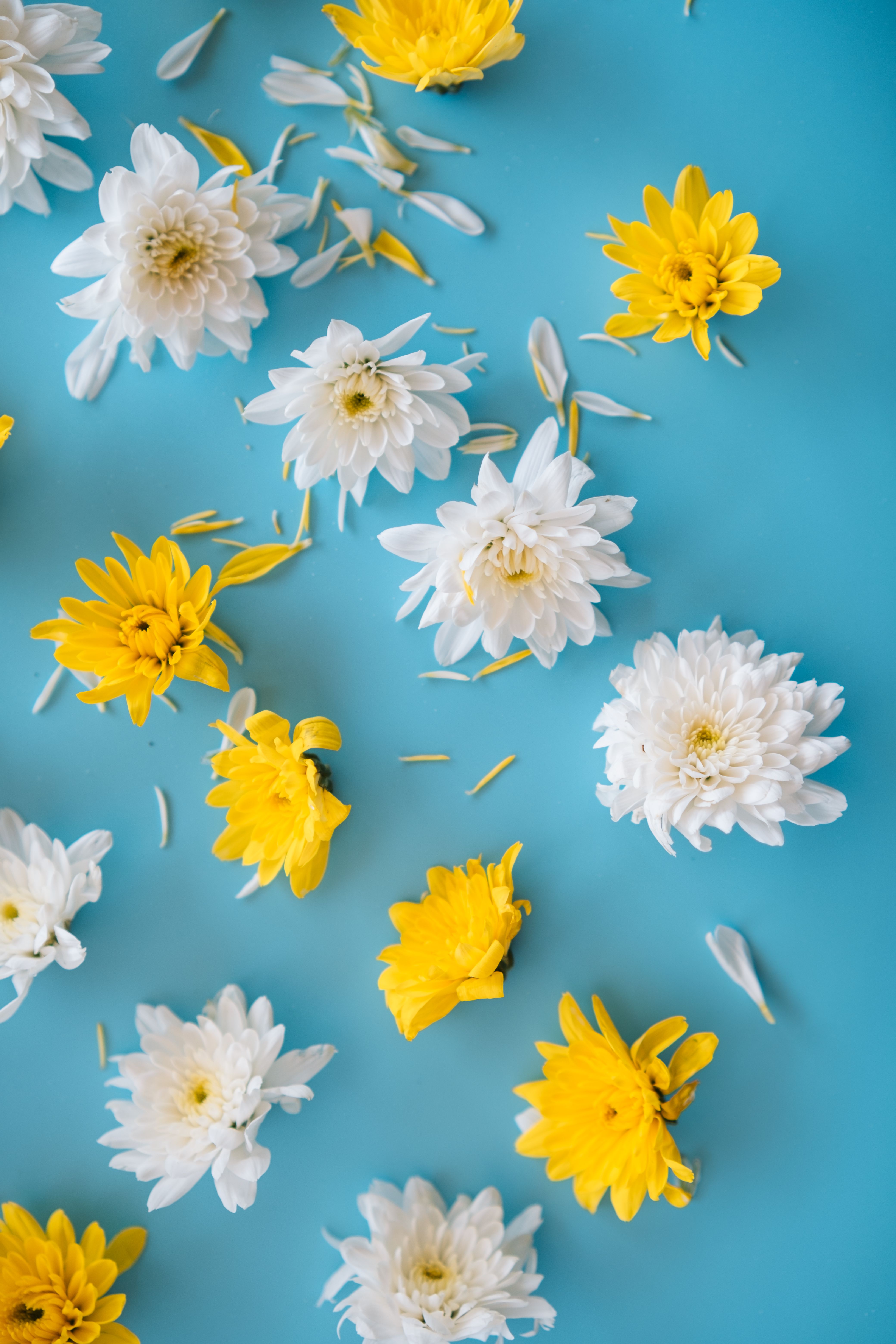 Daisies on Blue Background · Free Stock Photo