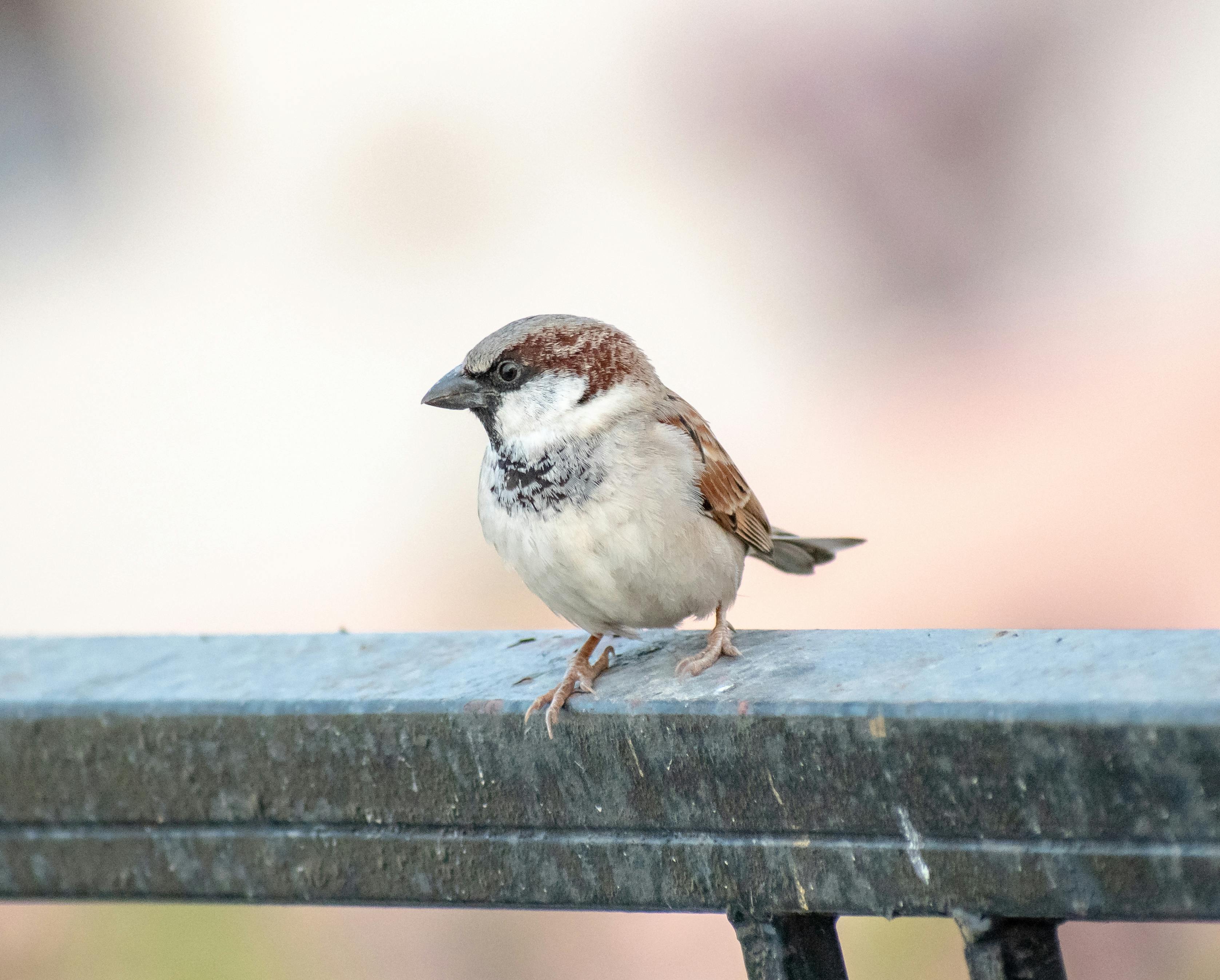 Sparrow Bird Photos, Download The BEST Free Sparrow Bird Stock Photos ...