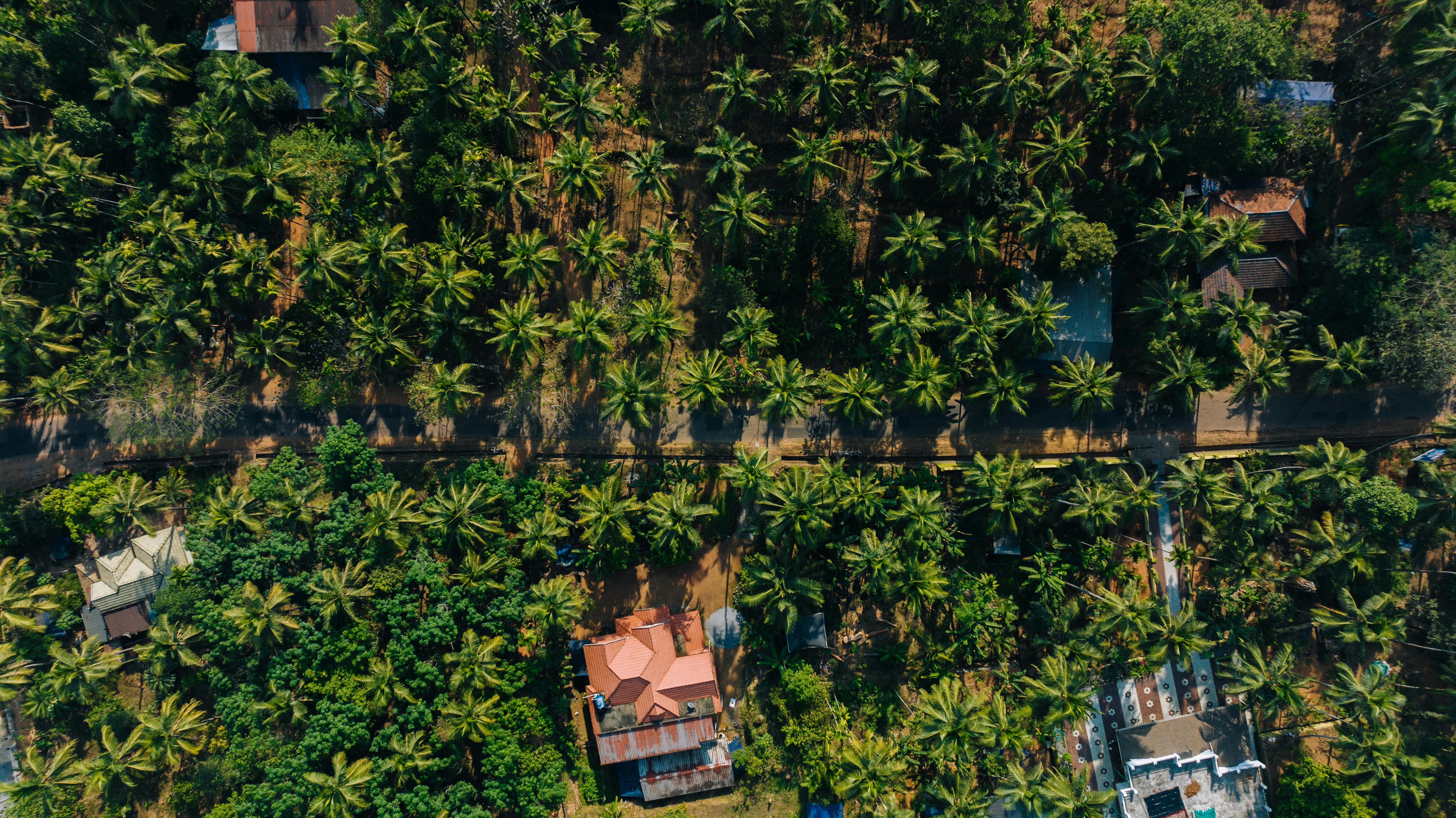 Road Among Trees in Village · Free Stock Photo
