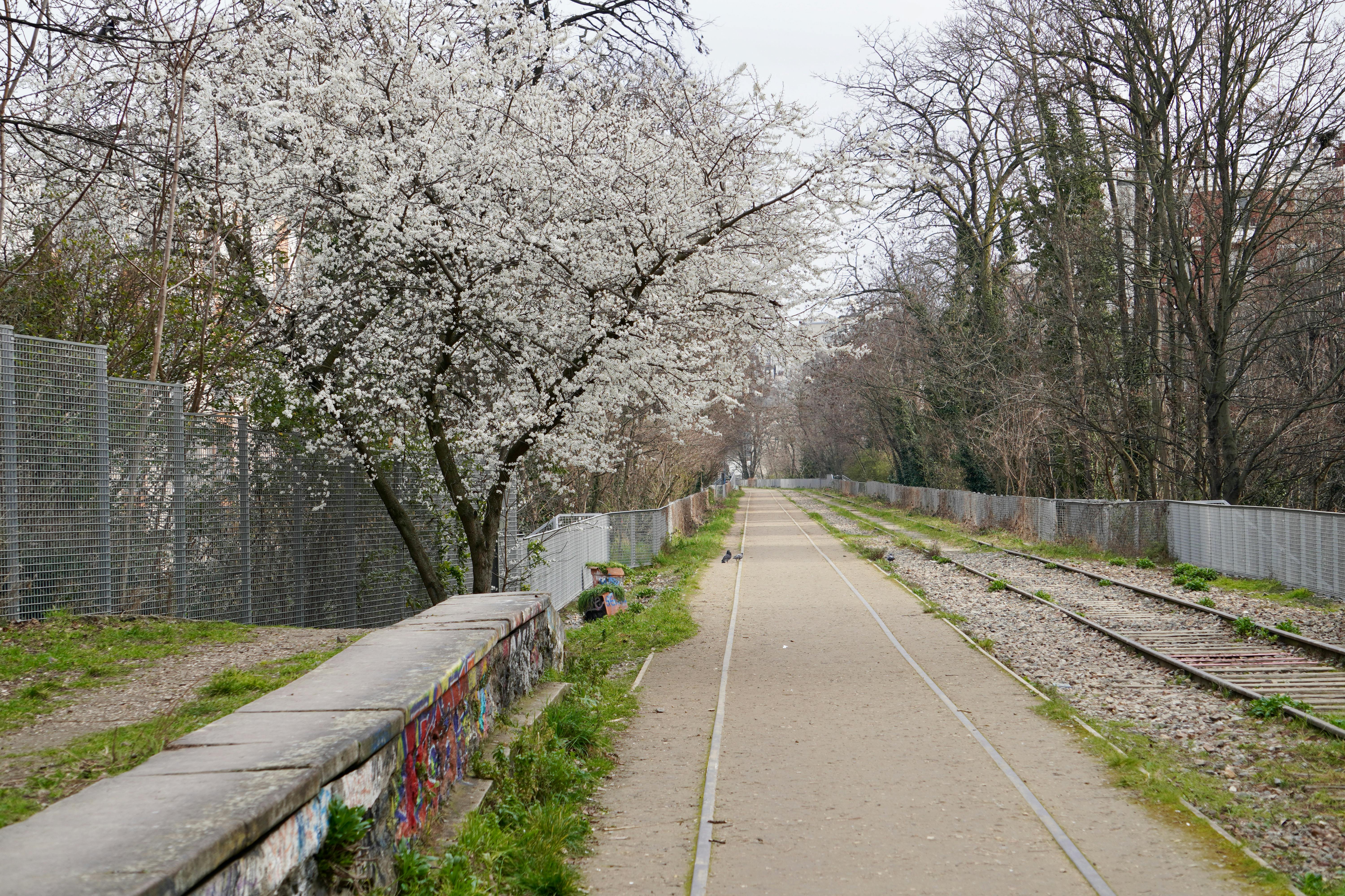 Tree on Railway Station · Free Stock Photo