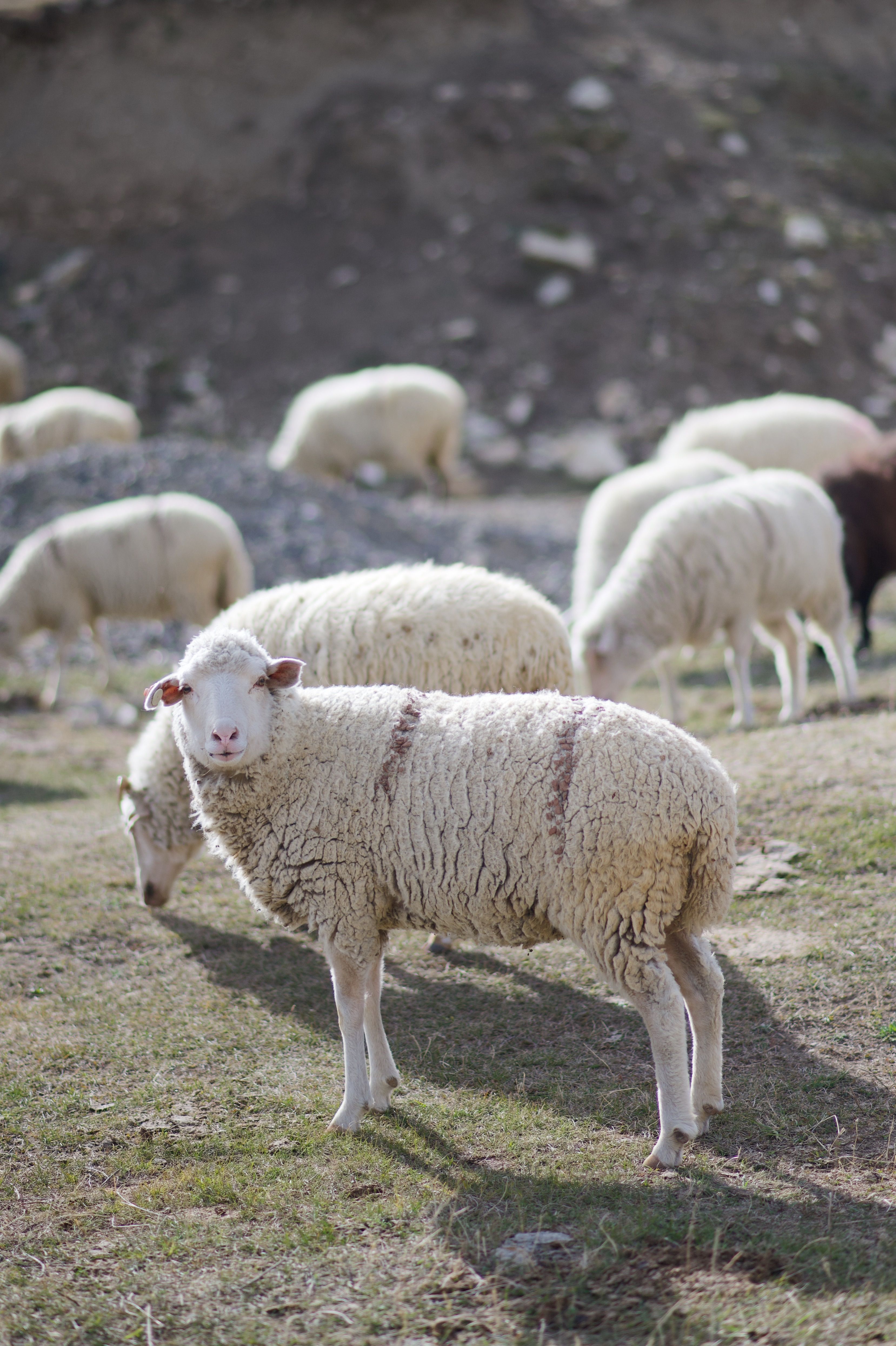 White Sheep on Green Grass Field · Free Stock Photo