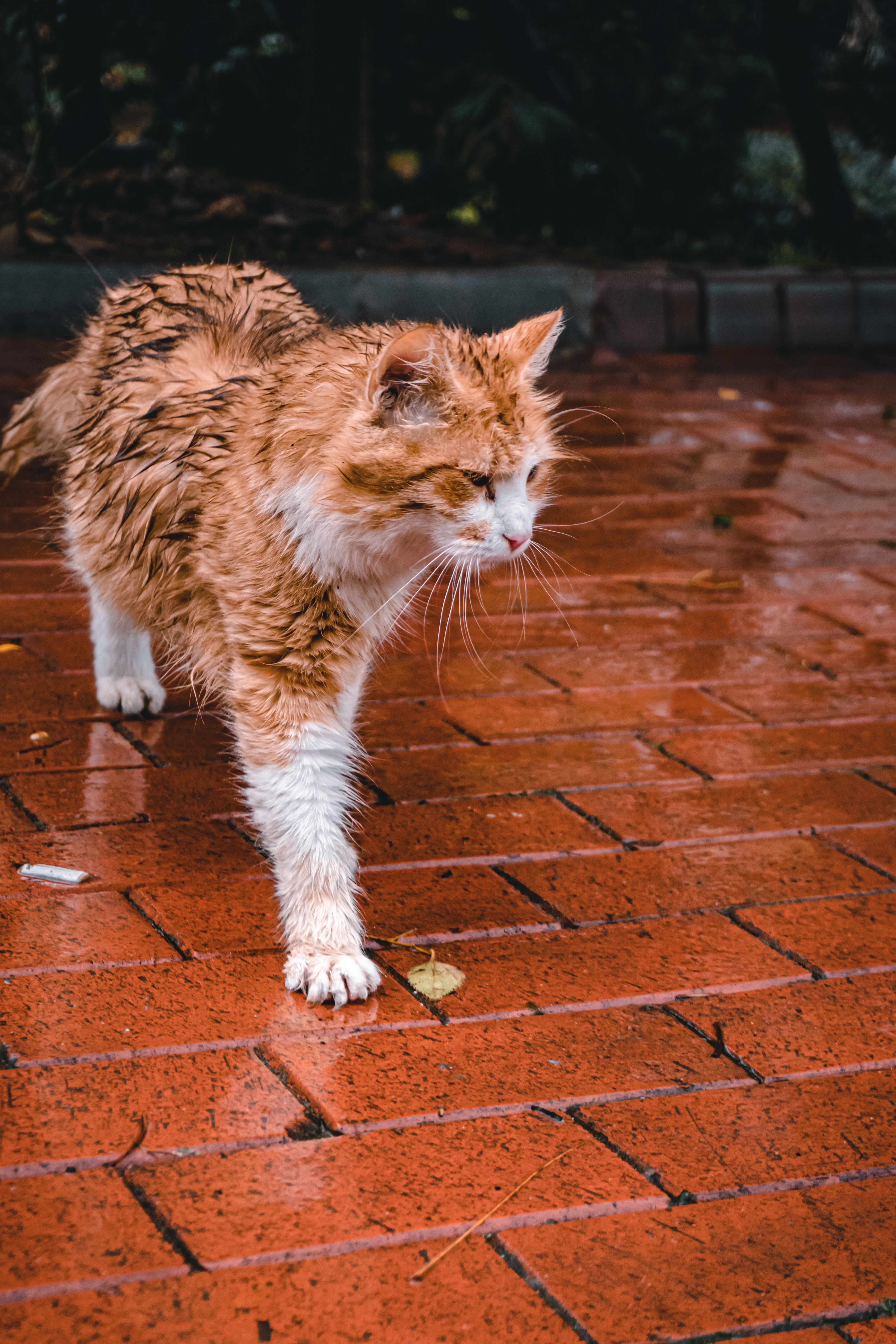 Wet Cat Walking · Free Stock Photo