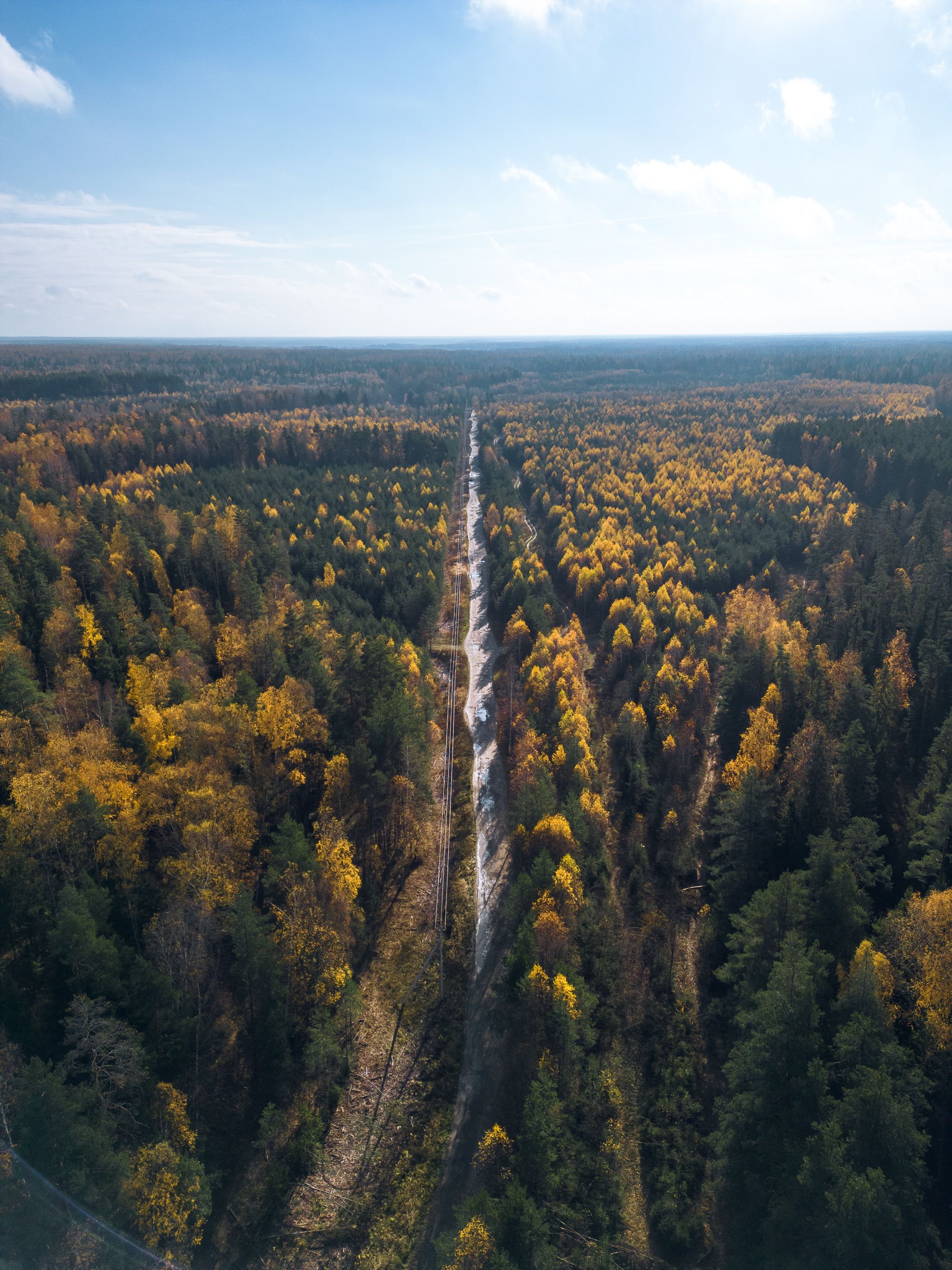 Straight Road in Forest · Free Stock Photo