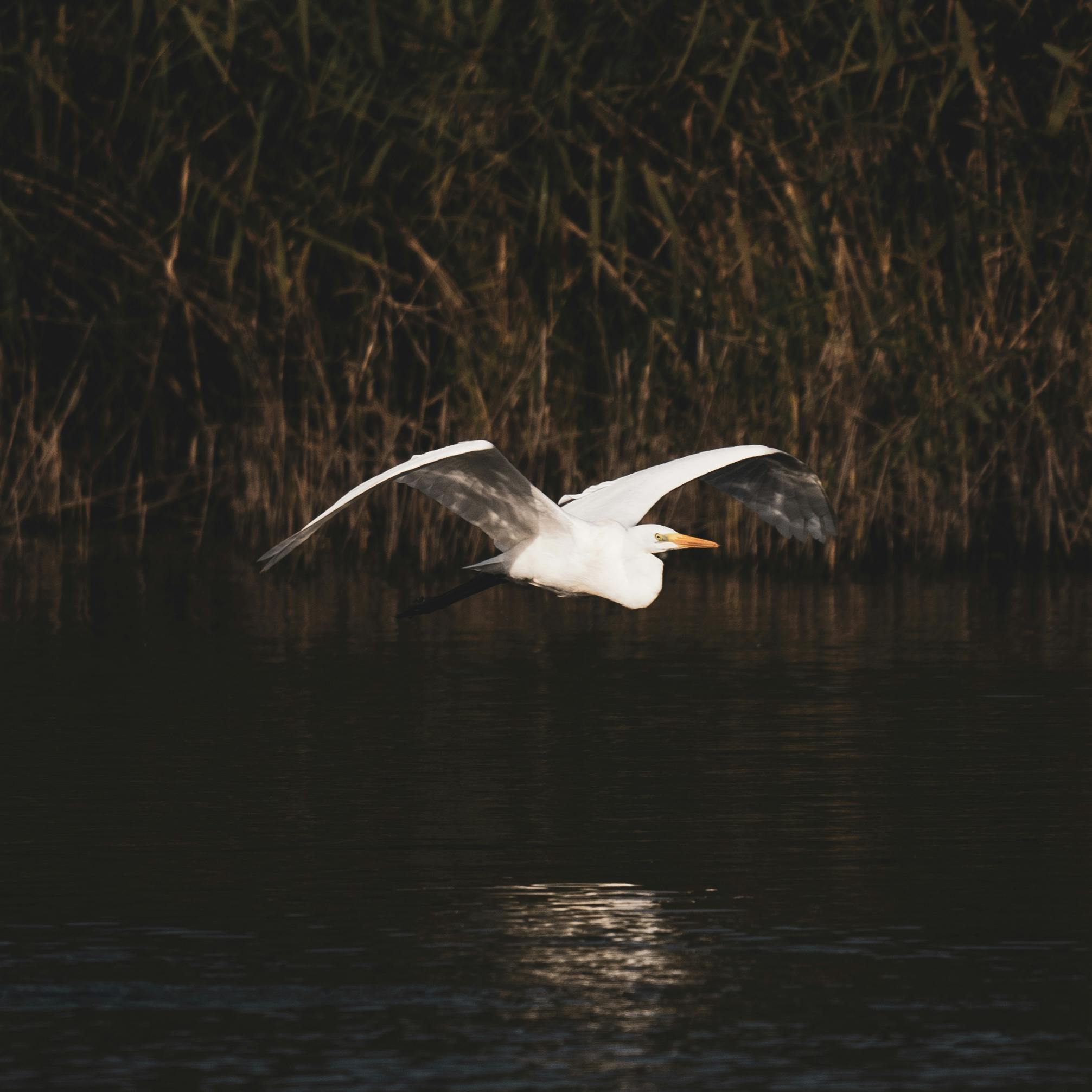 Seagull Flying over Water · Free Stock Photo