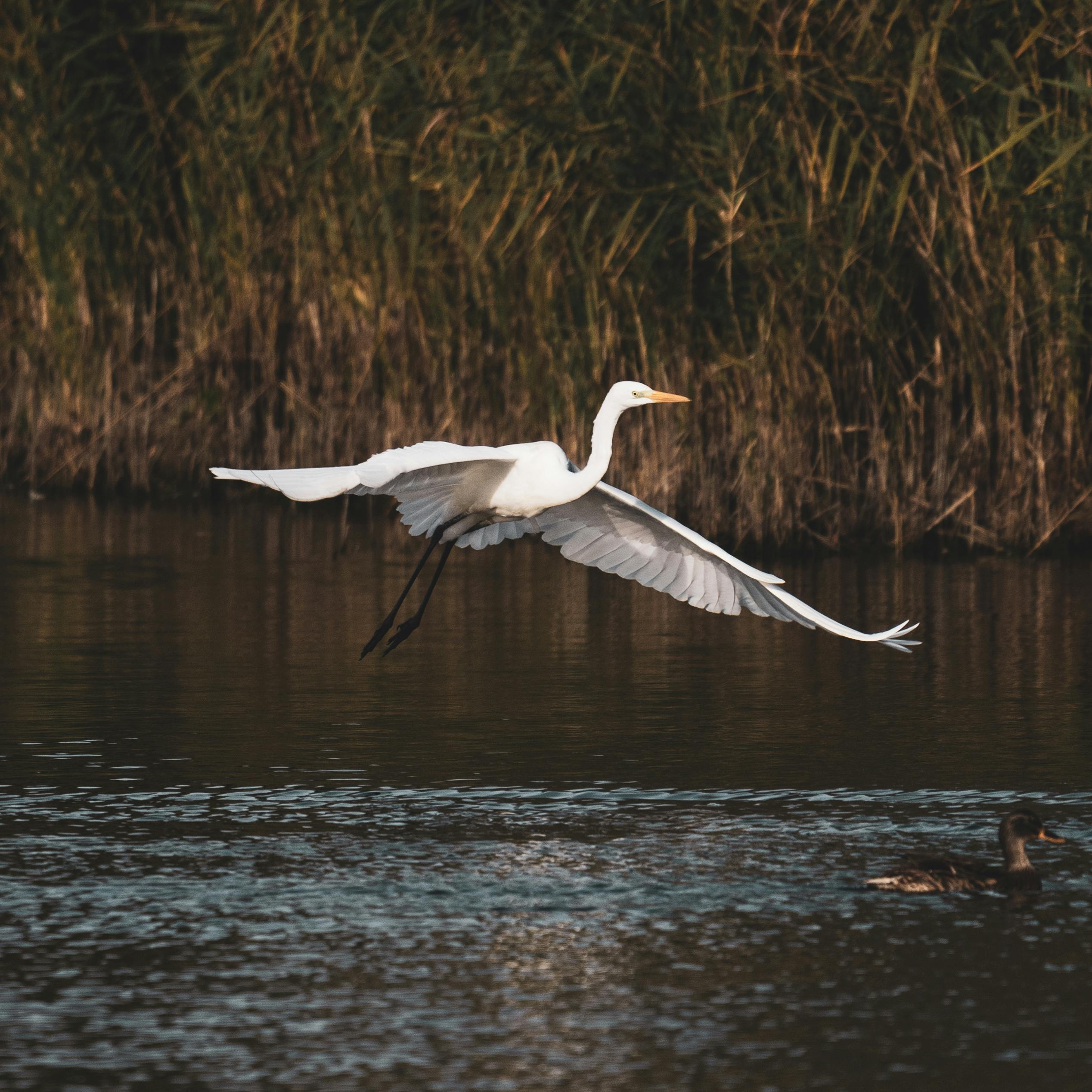 Stork Walking on Lawn in Countryside · Free Stock Photo