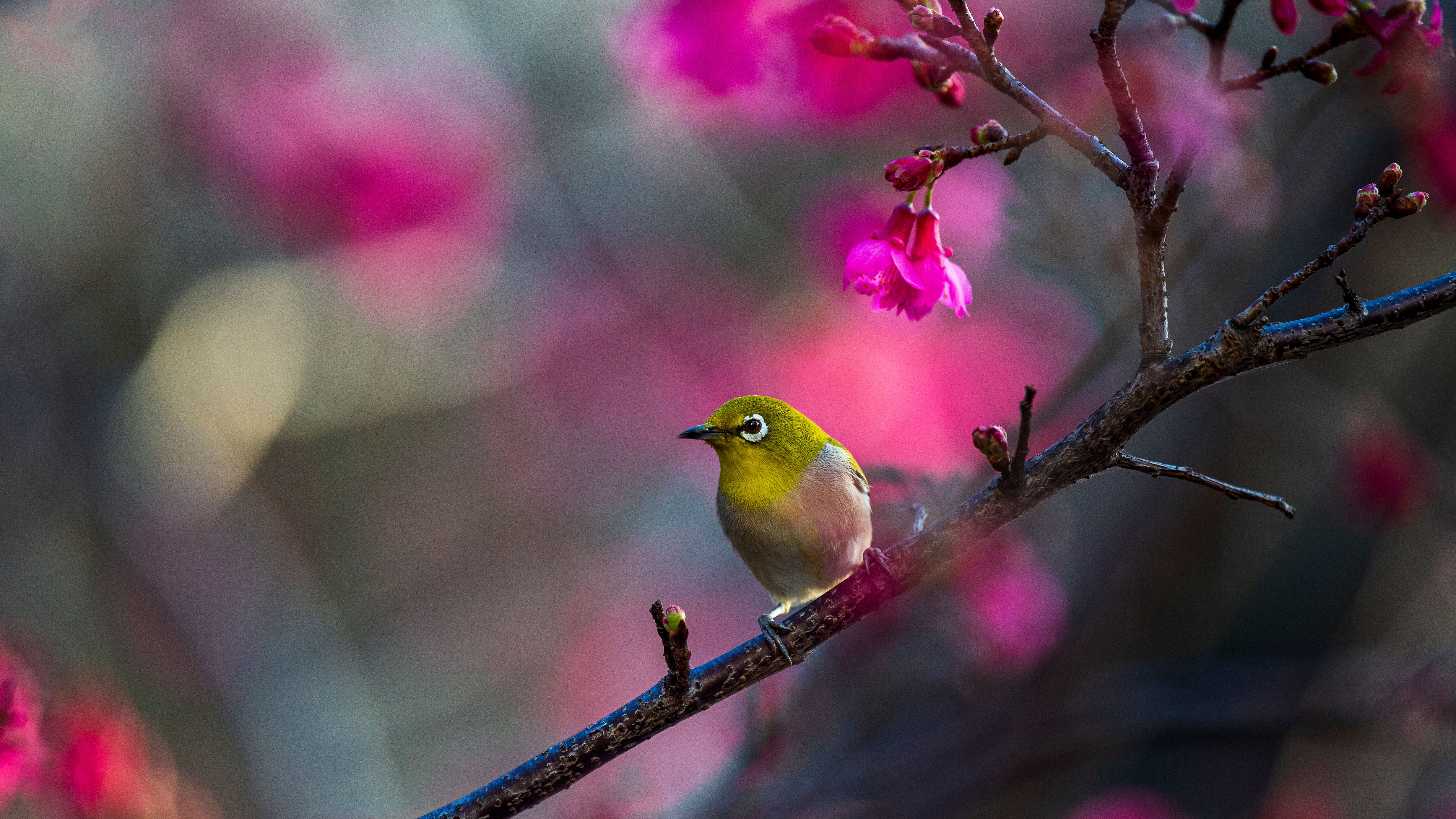 Bird Sitting on Branch · Free Stock Photo