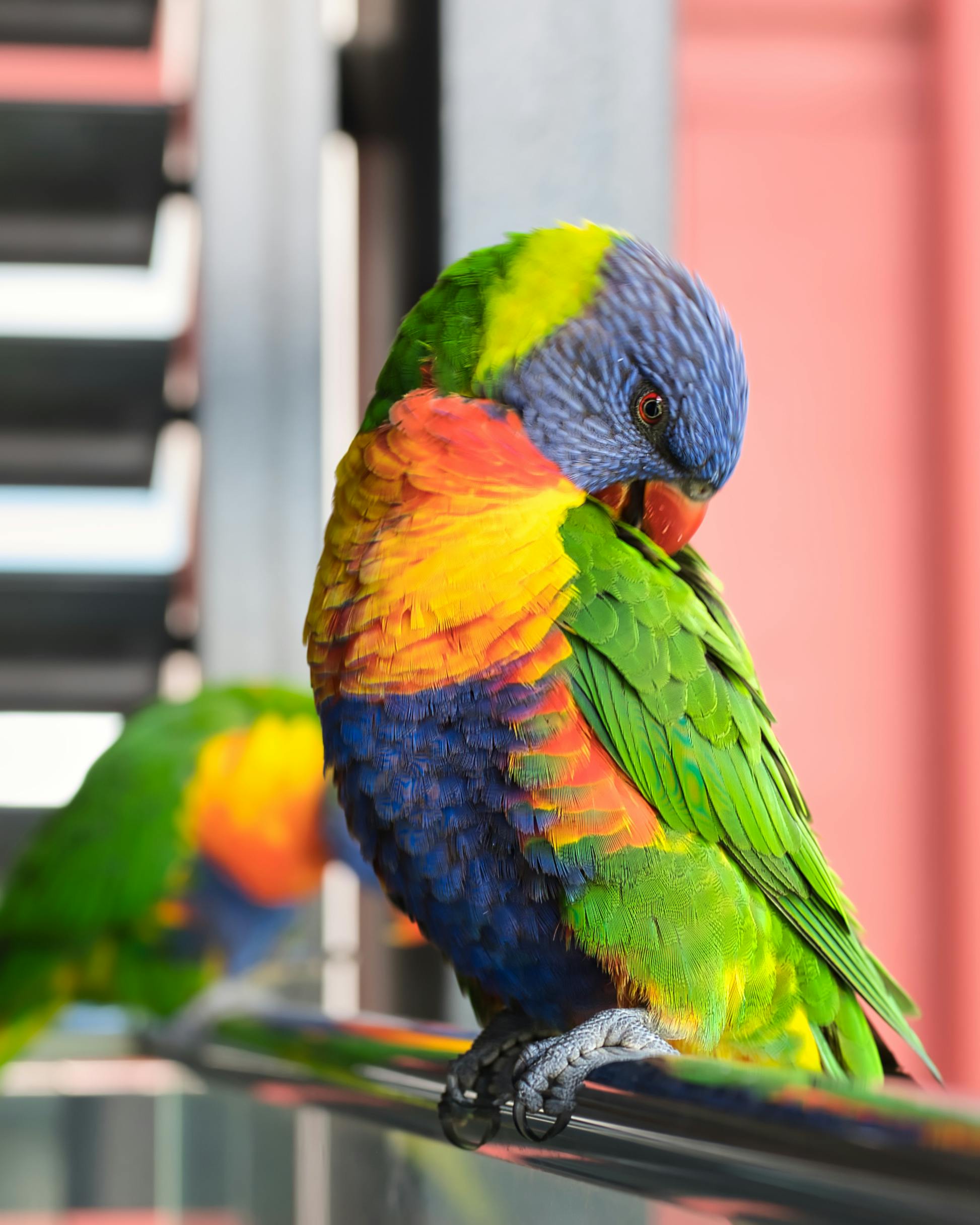 Close-Up Photo of Two Parrots · Free Stock Photo