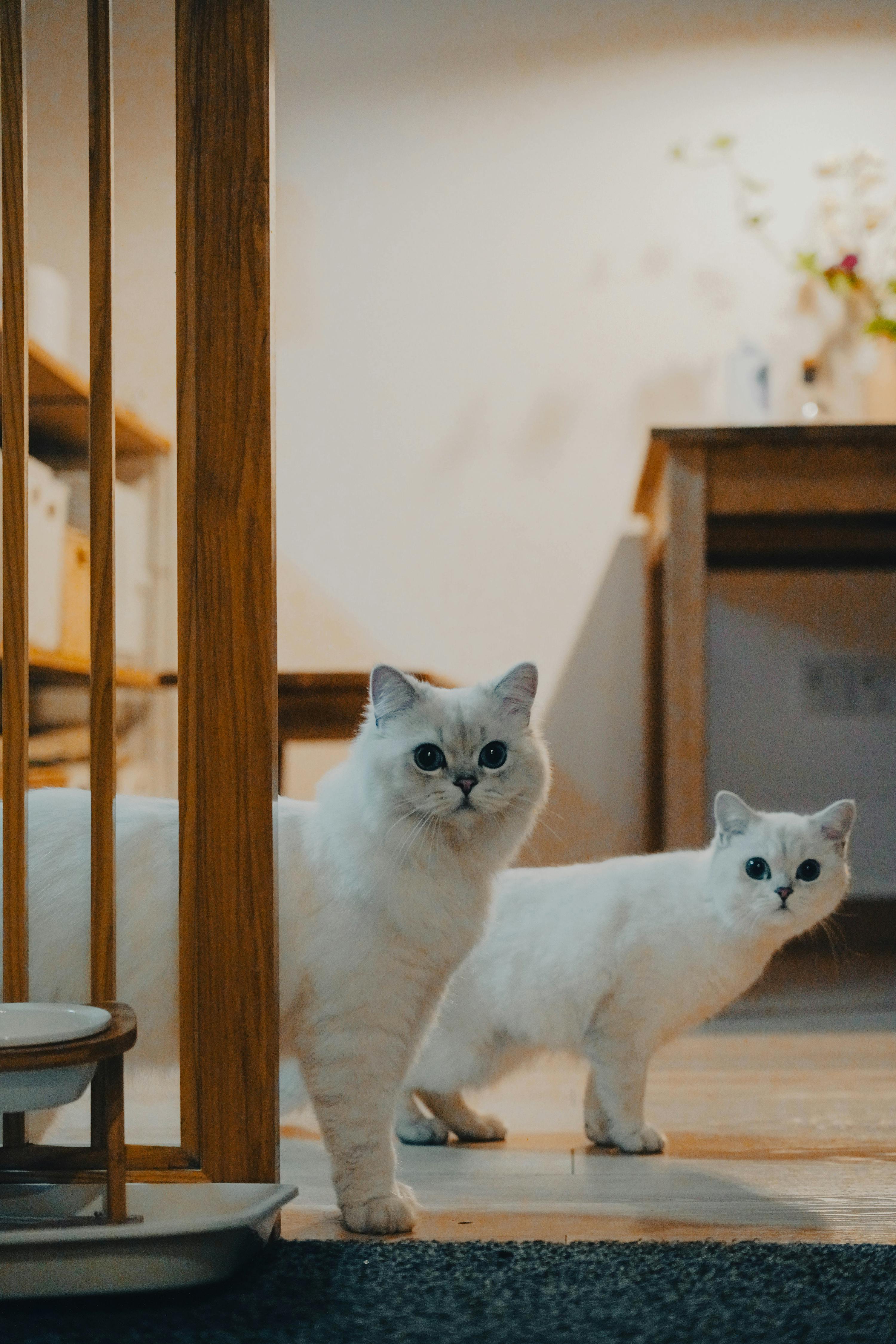 Mon & Sweet Cats - 사진