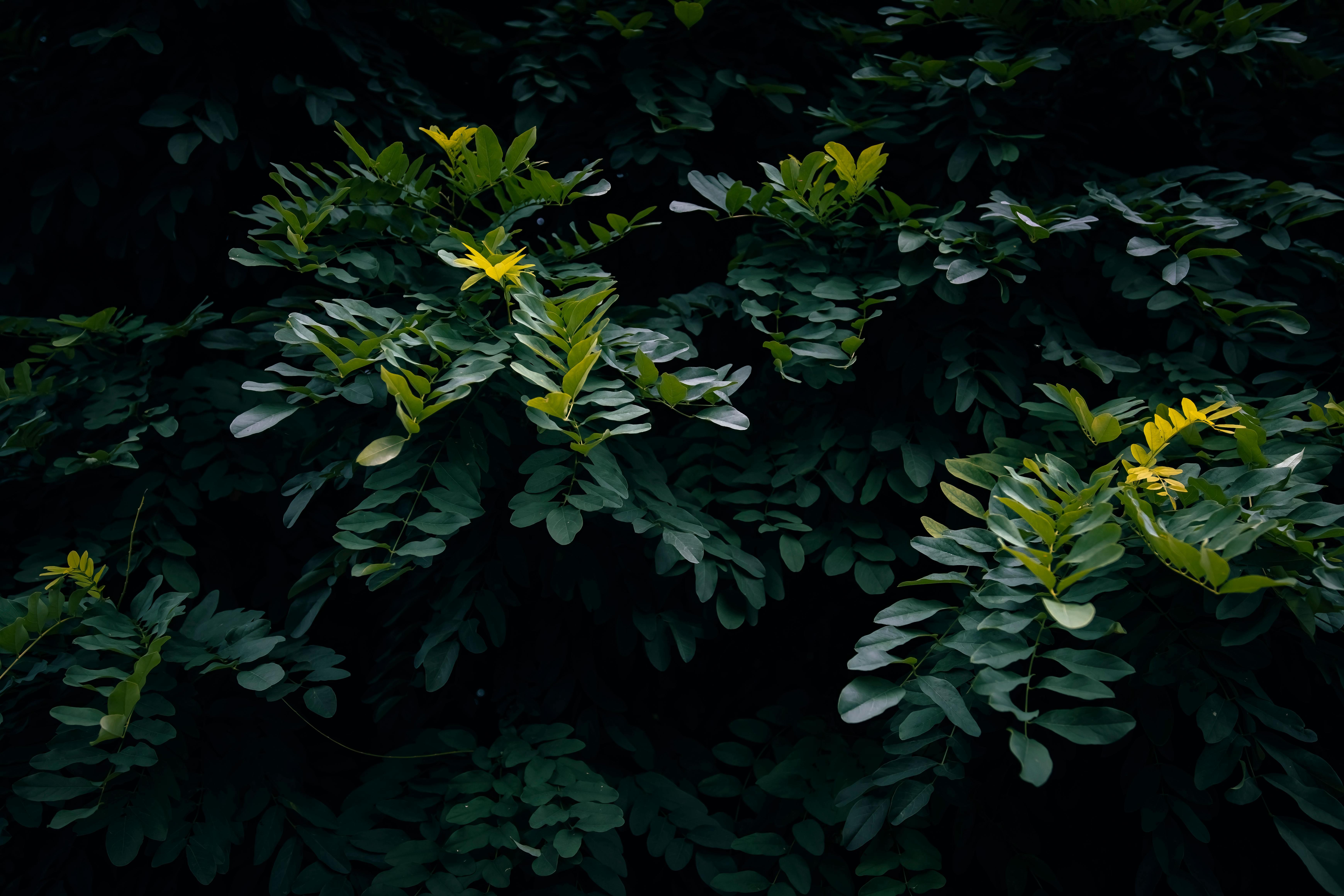 Close-up of Fresh, Dark Green Leaves · Free Stock Photo