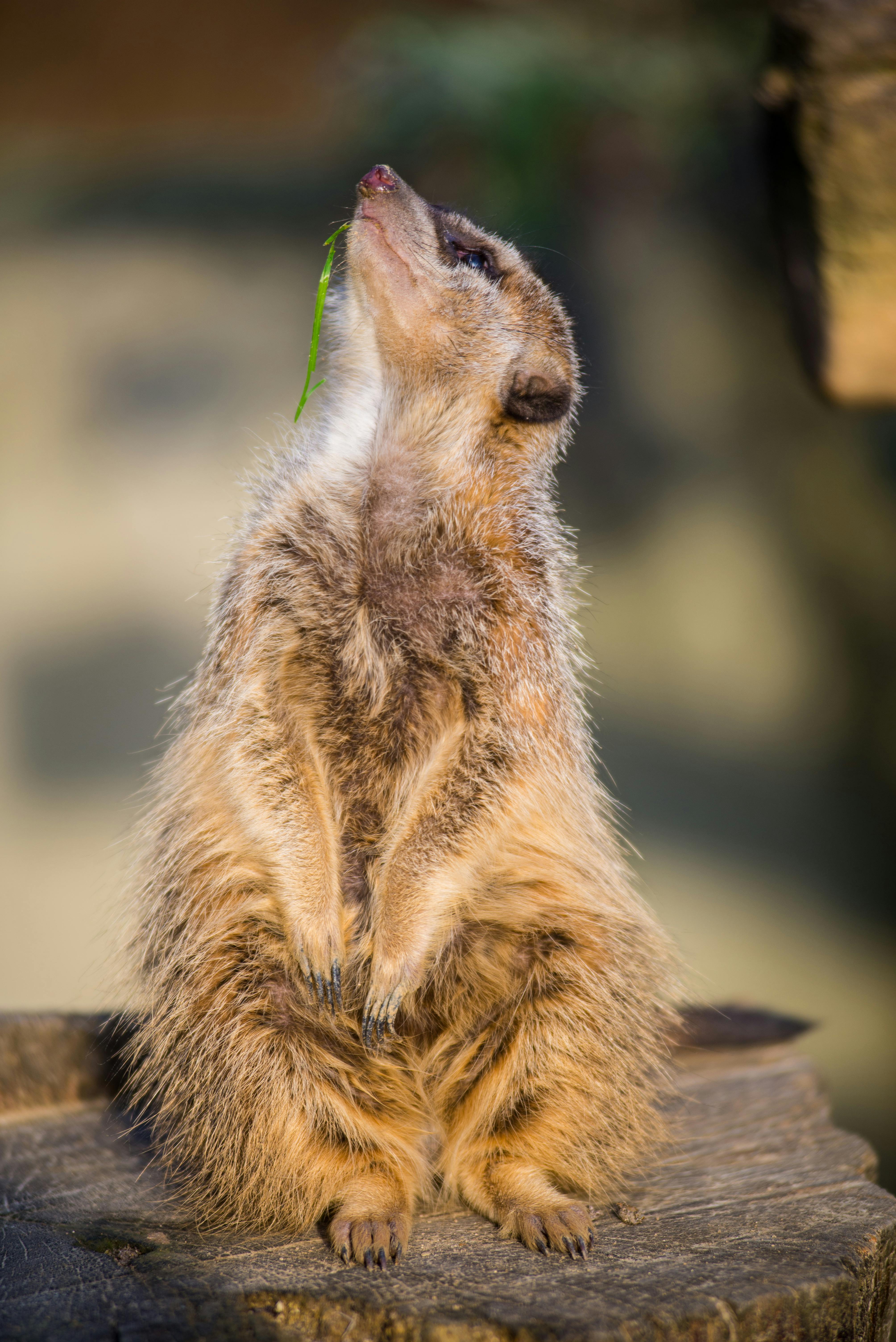 High Clan Photos, Download The BEST Free High Clan Stock Photos & HD Images