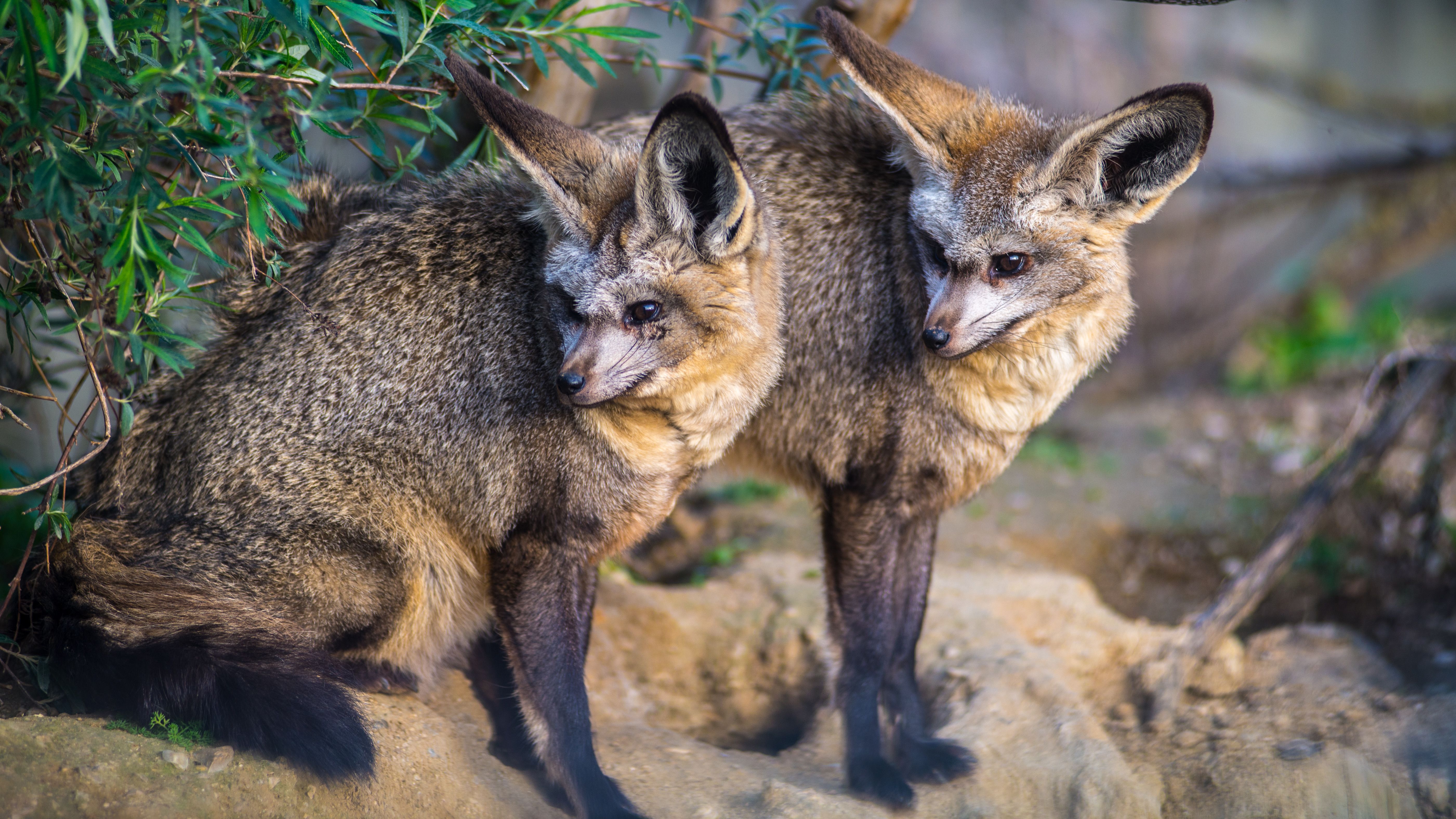 Two Foxes Together Photos, Download The BEST Free Two Foxes Together ...