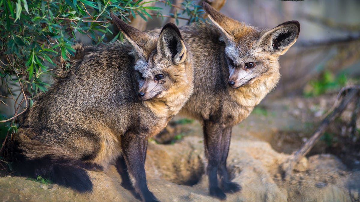 Foxes Photos, Download The BEST Free Foxes Stock Photos & HD Images