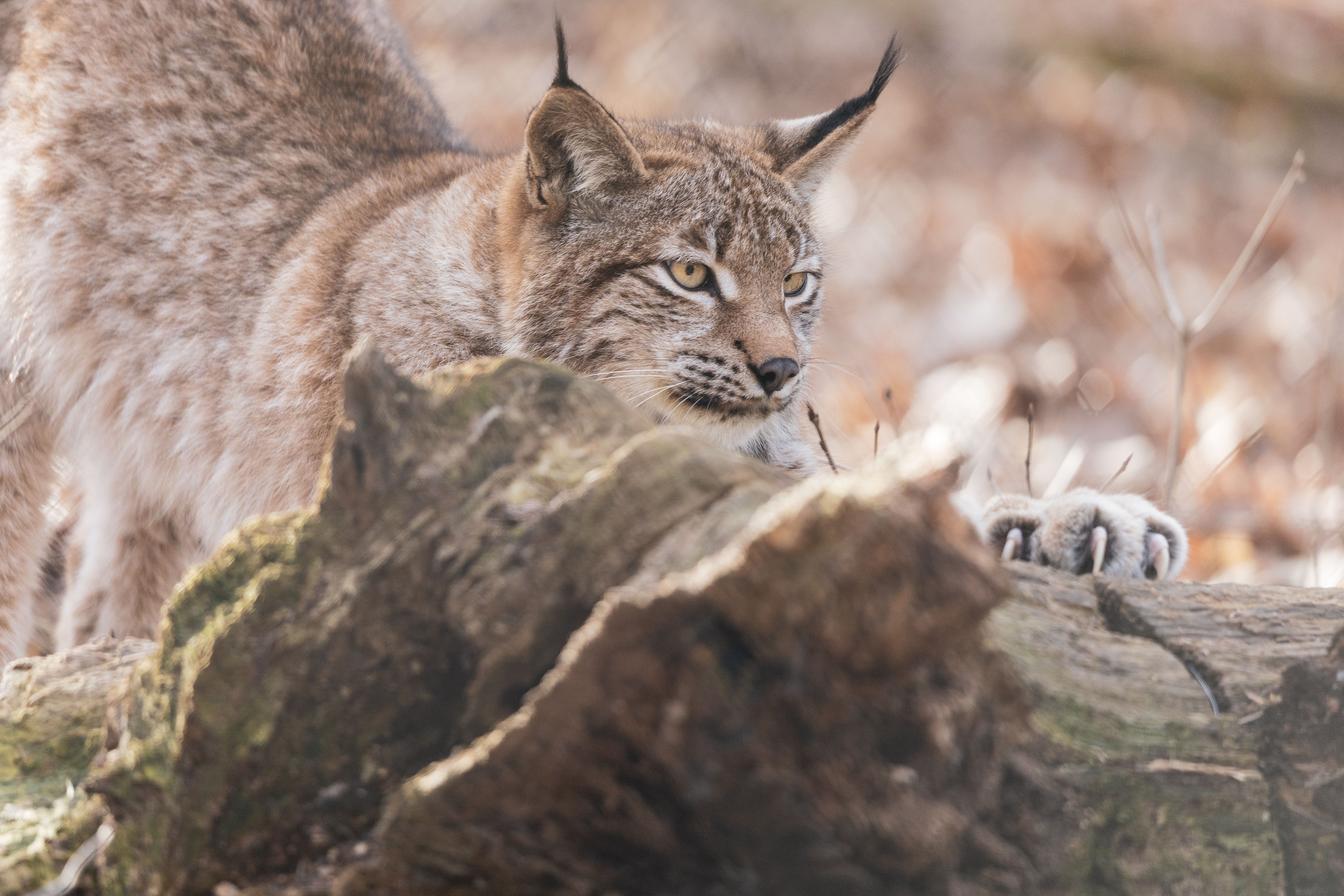 Lynx while Hunting · Free Stock Photo