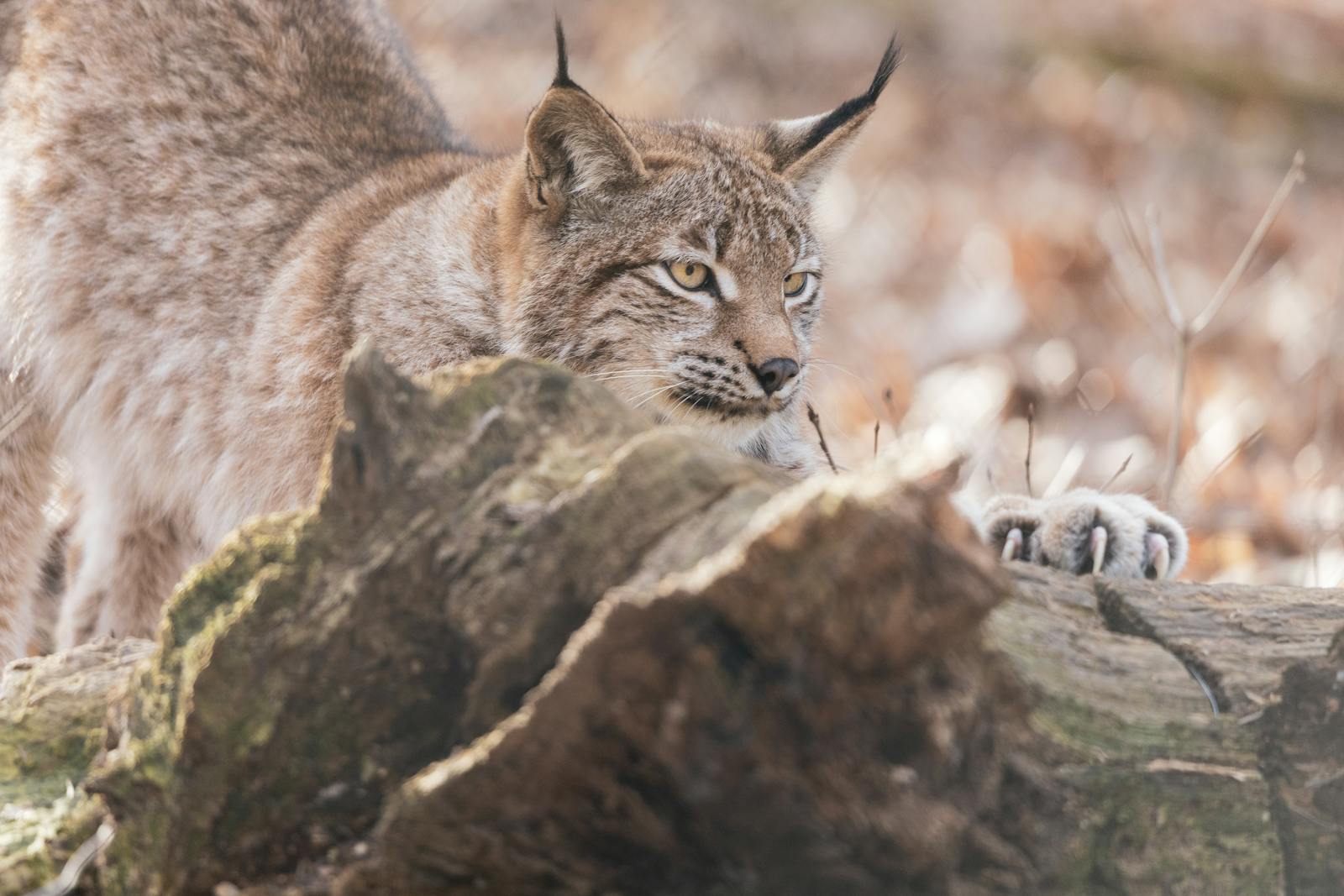 Lynx Hunting Photos, Download The BEST Free Lynx Hunting Stock Photos ...