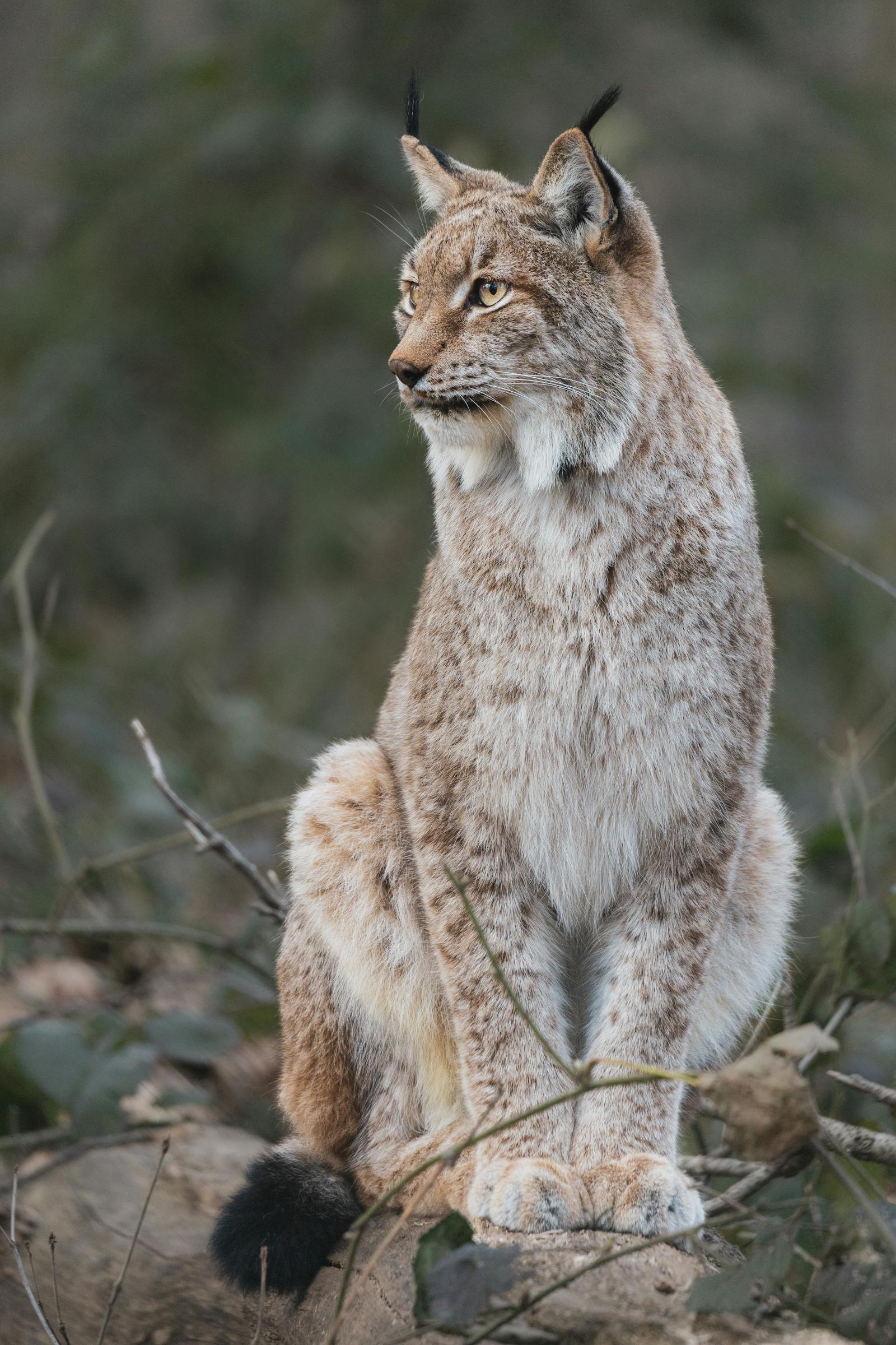 Lynx Photos, Download The BEST Free Lynx Stock Photos & HD Images