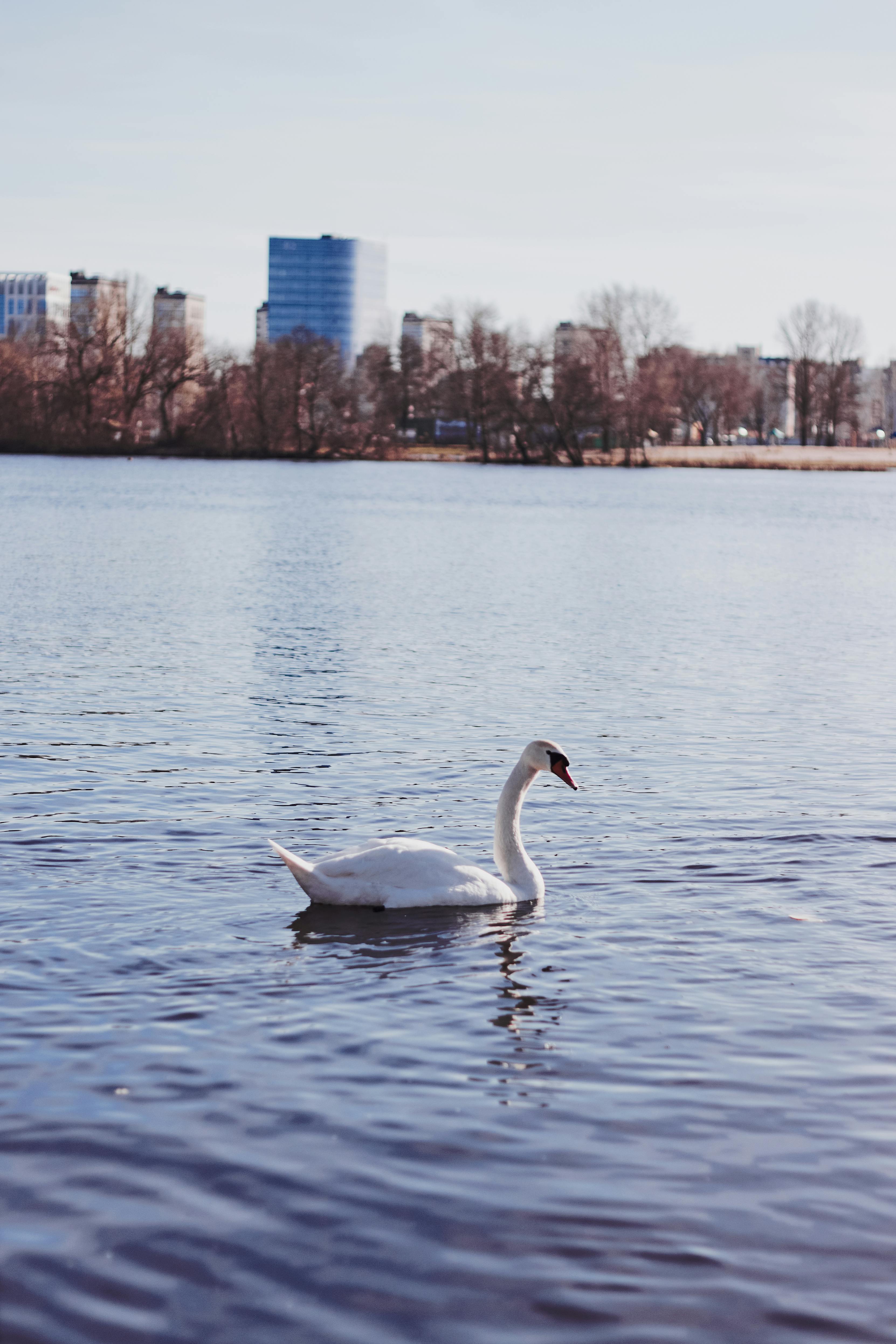 Swan in Water with the View of Urban Buildings in Distance · Free Stock ...