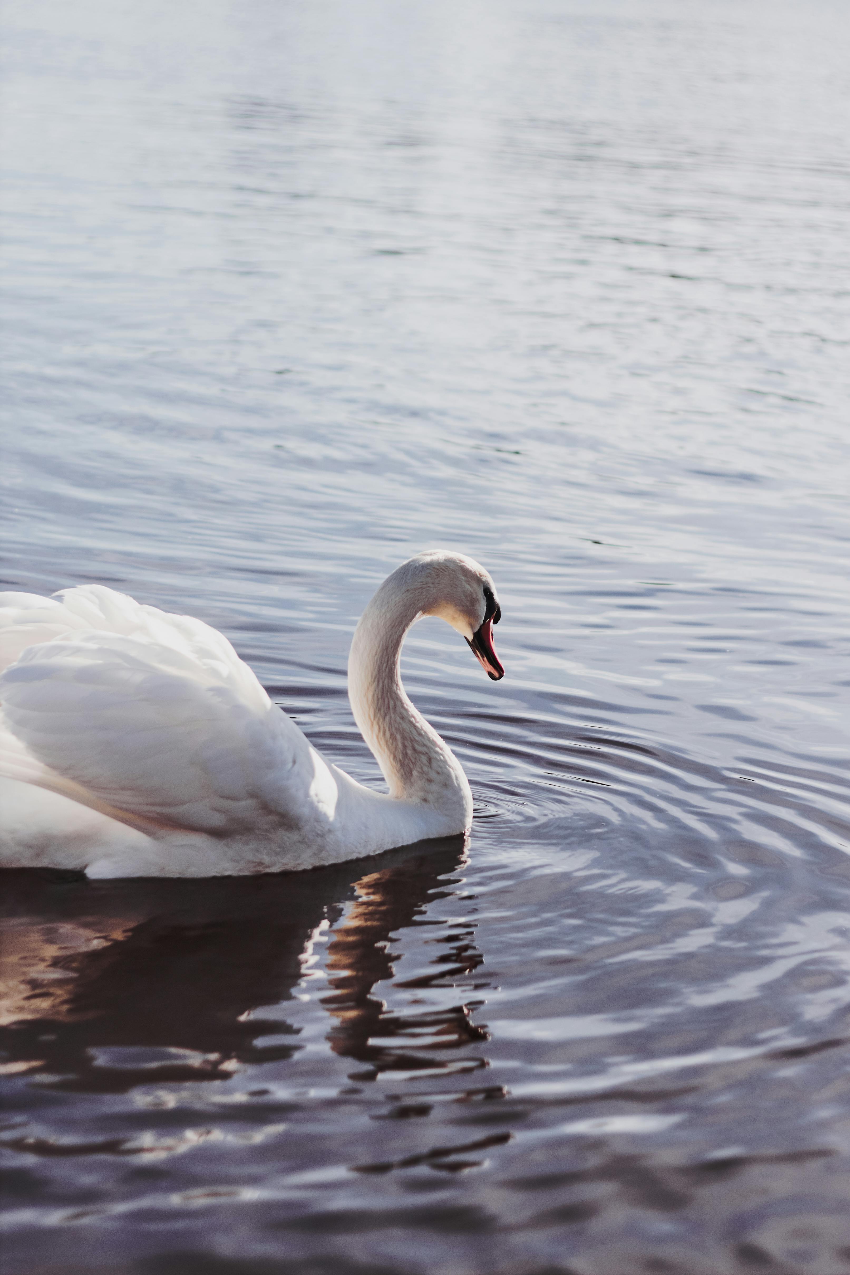 Swan in Water · Free Stock Photo