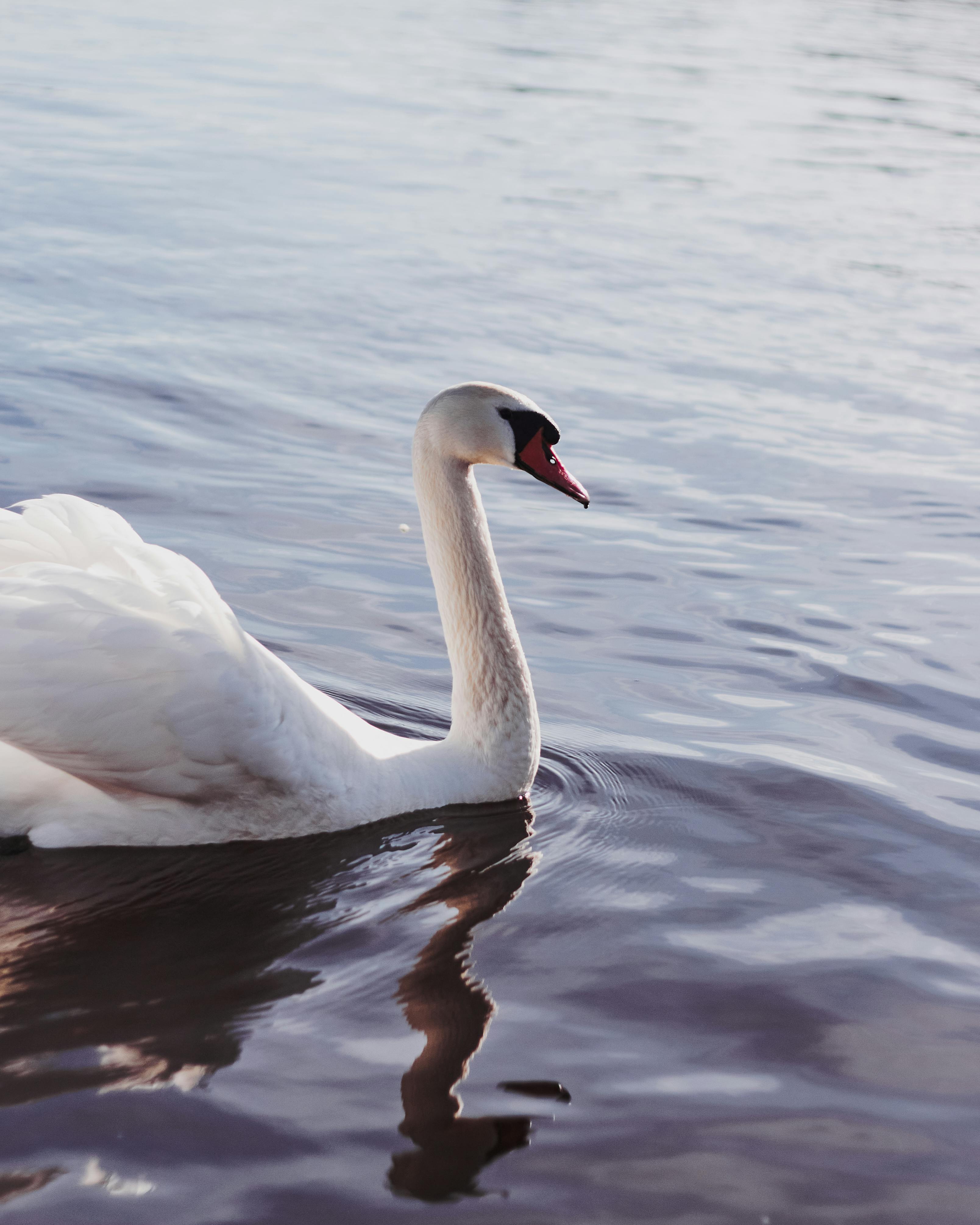 White Swan · Free Stock Photo