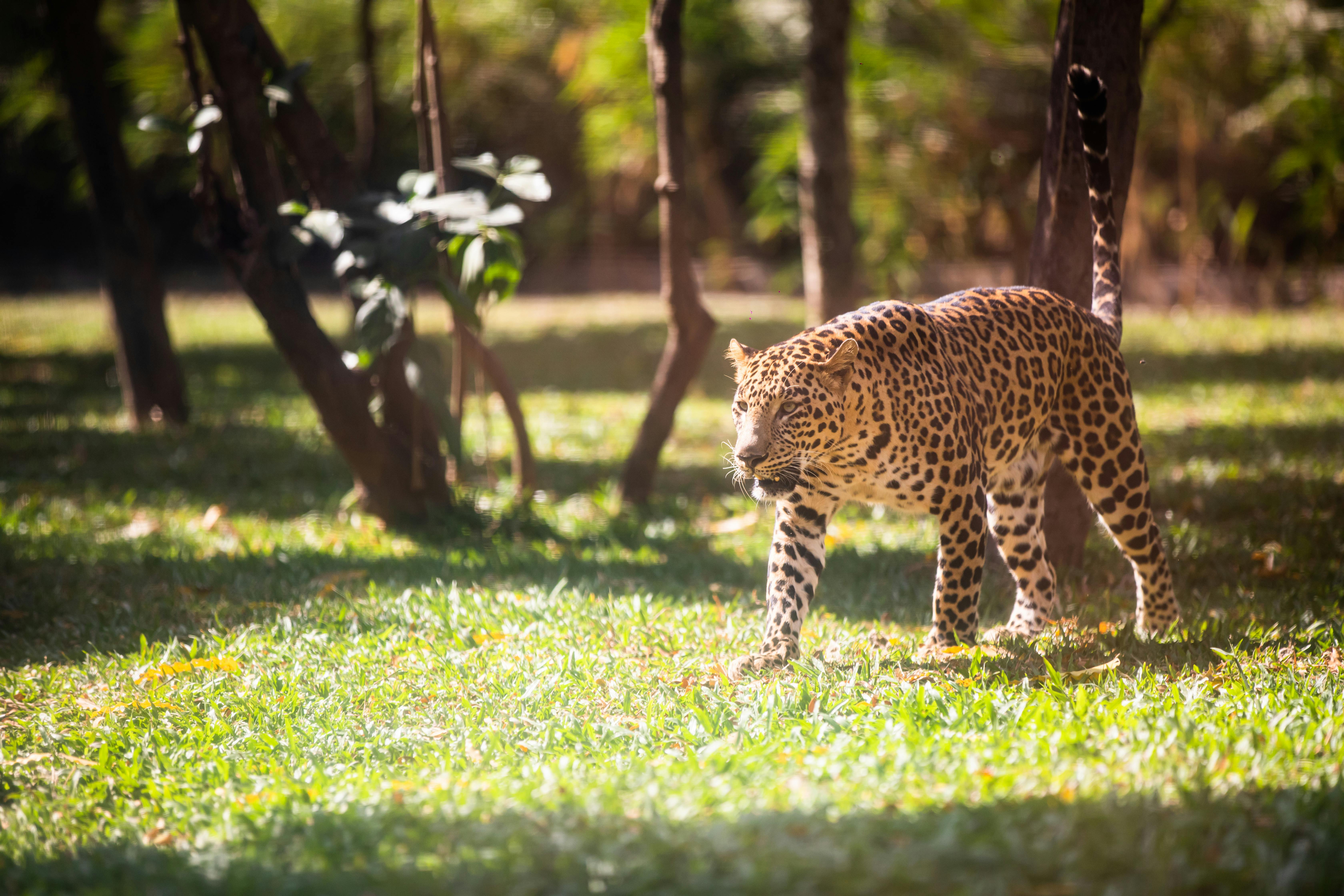 Tiger Animal · Free Stock Photo