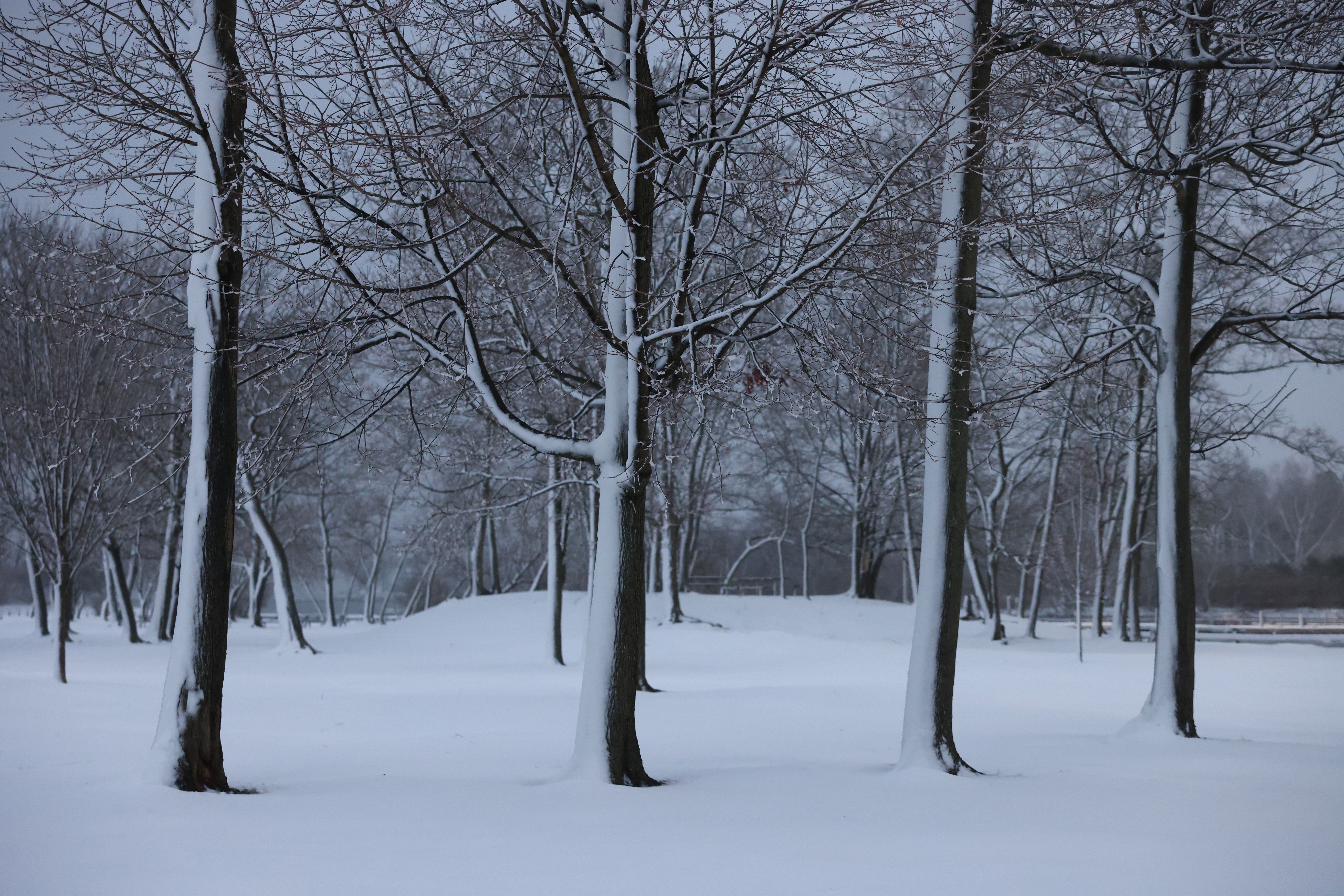 Snow on Trees in Cove Island Park · Free Stock Photo
