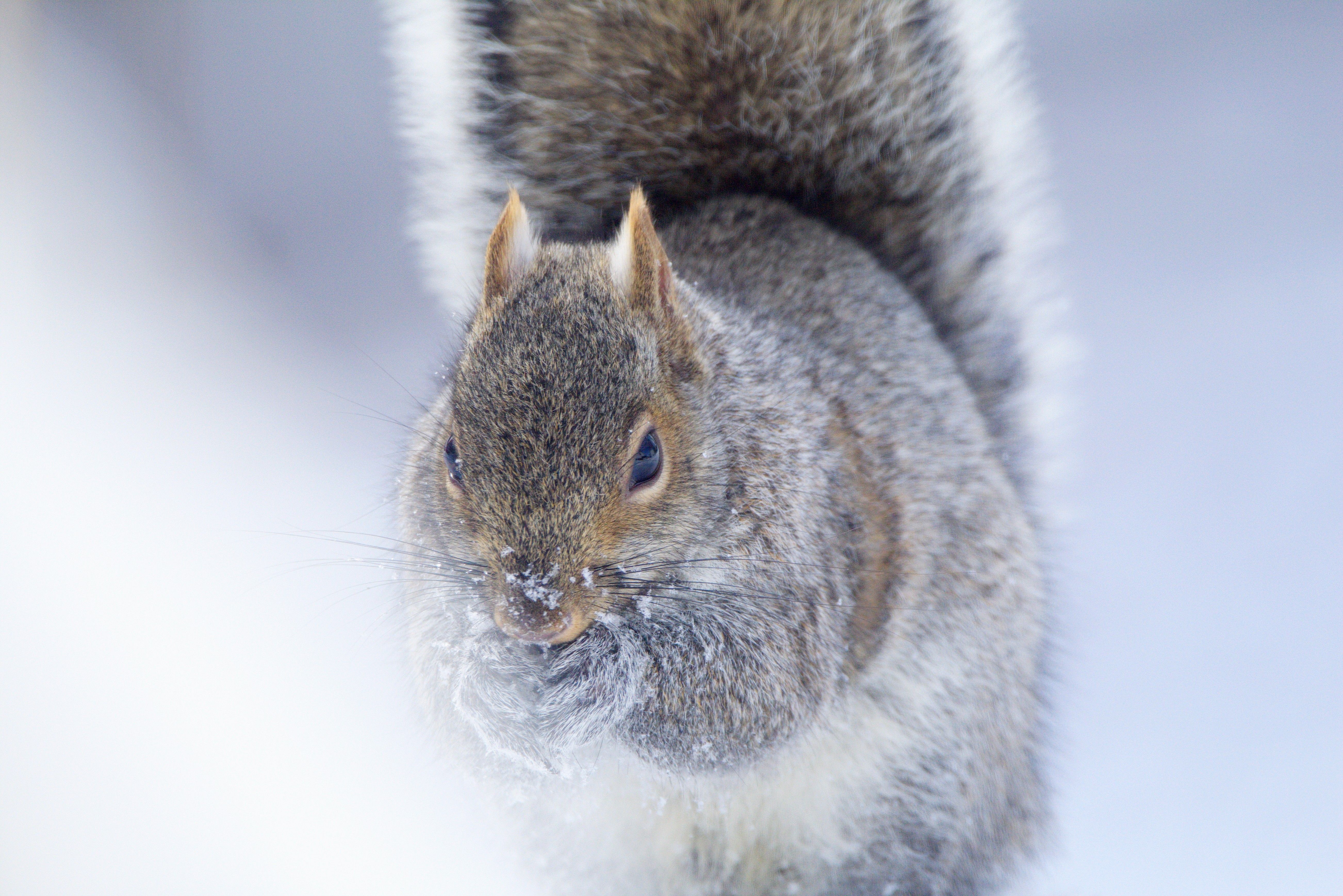Brown Squirrel on Boat Dock · Free Stock Photo