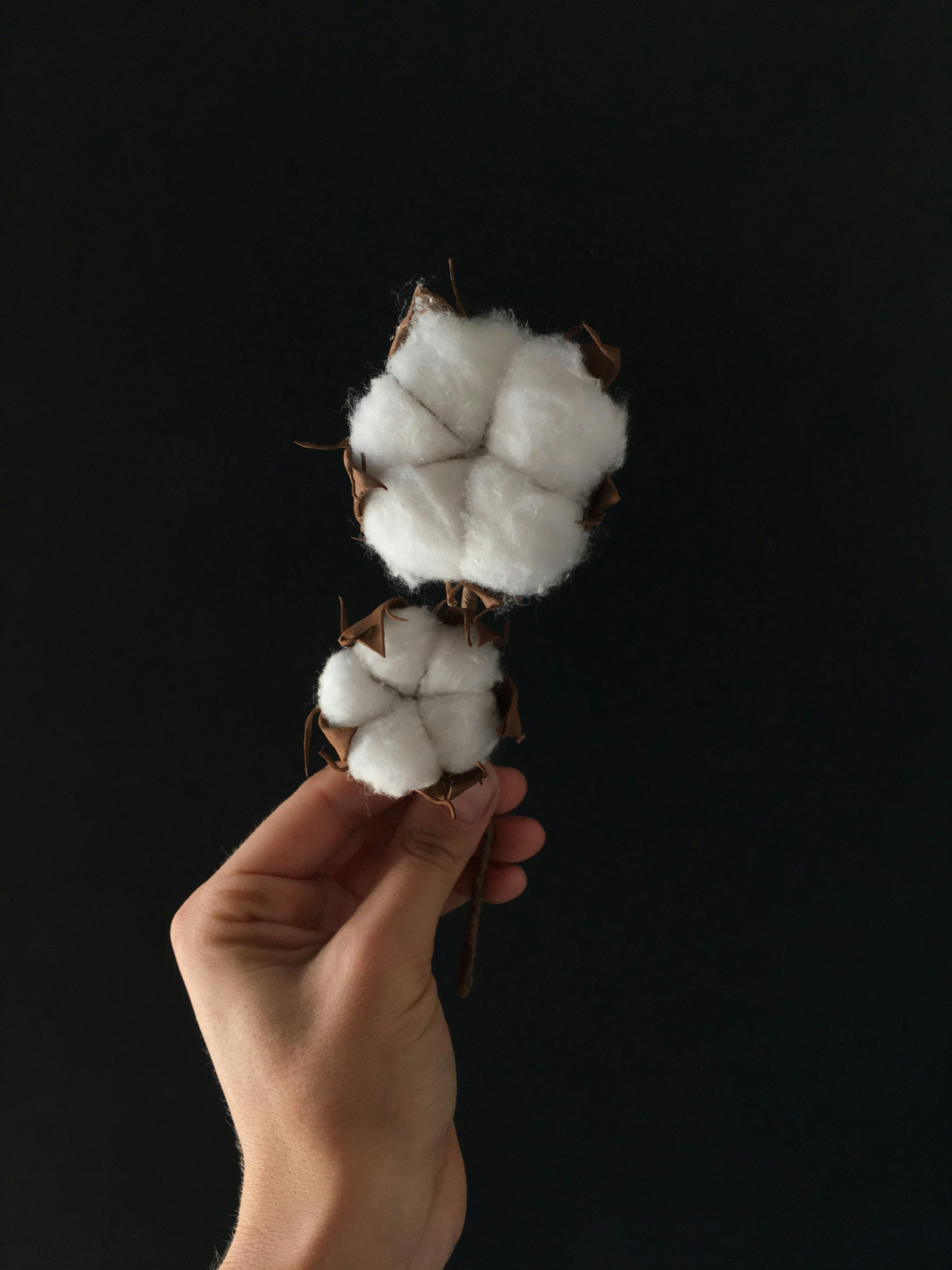 2,449+ Best Free Cotton Stock Photos & Images · 100% Royalty-Free HD ...