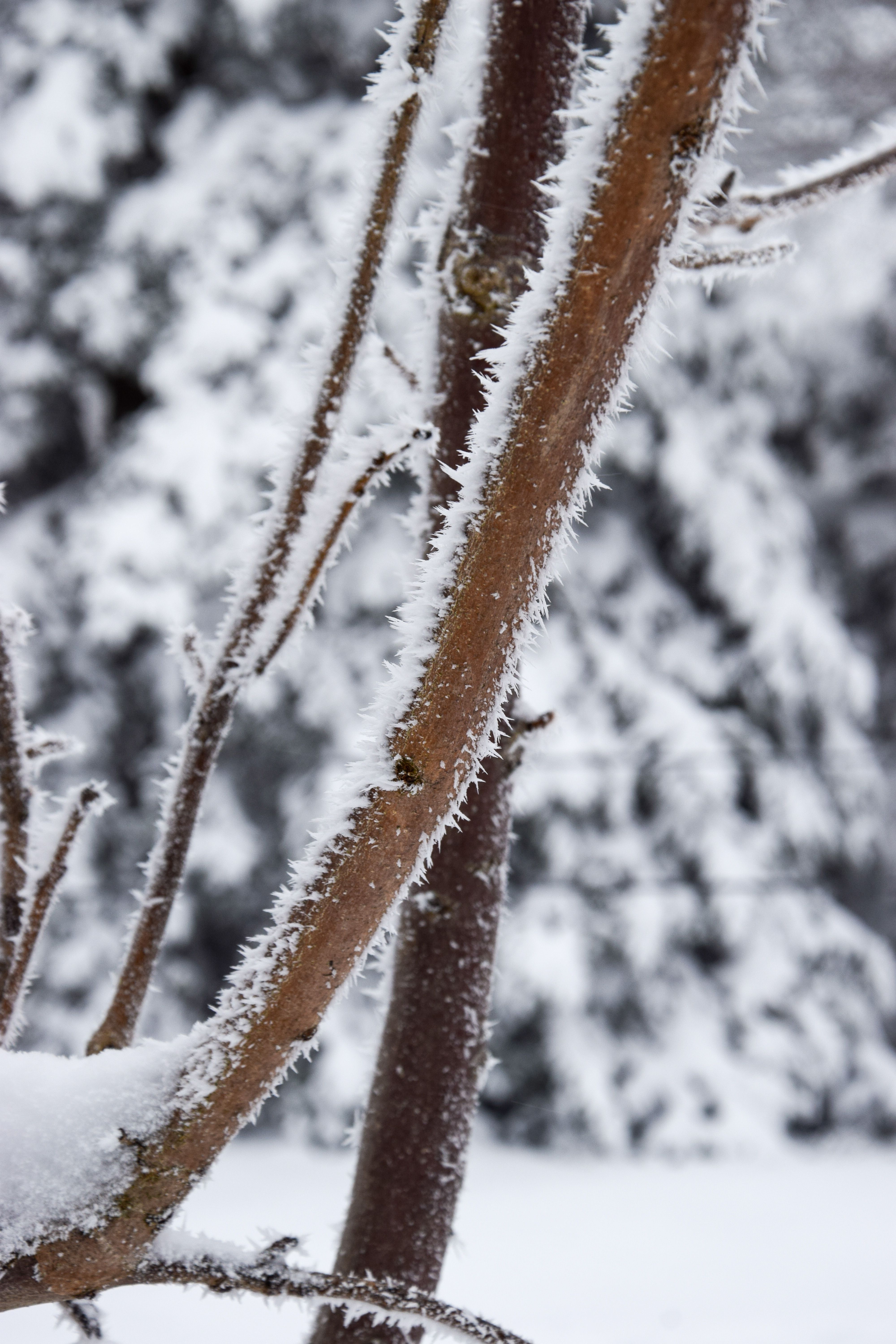 Texture of Frost on a Frozen Lake · Free Stock Photo