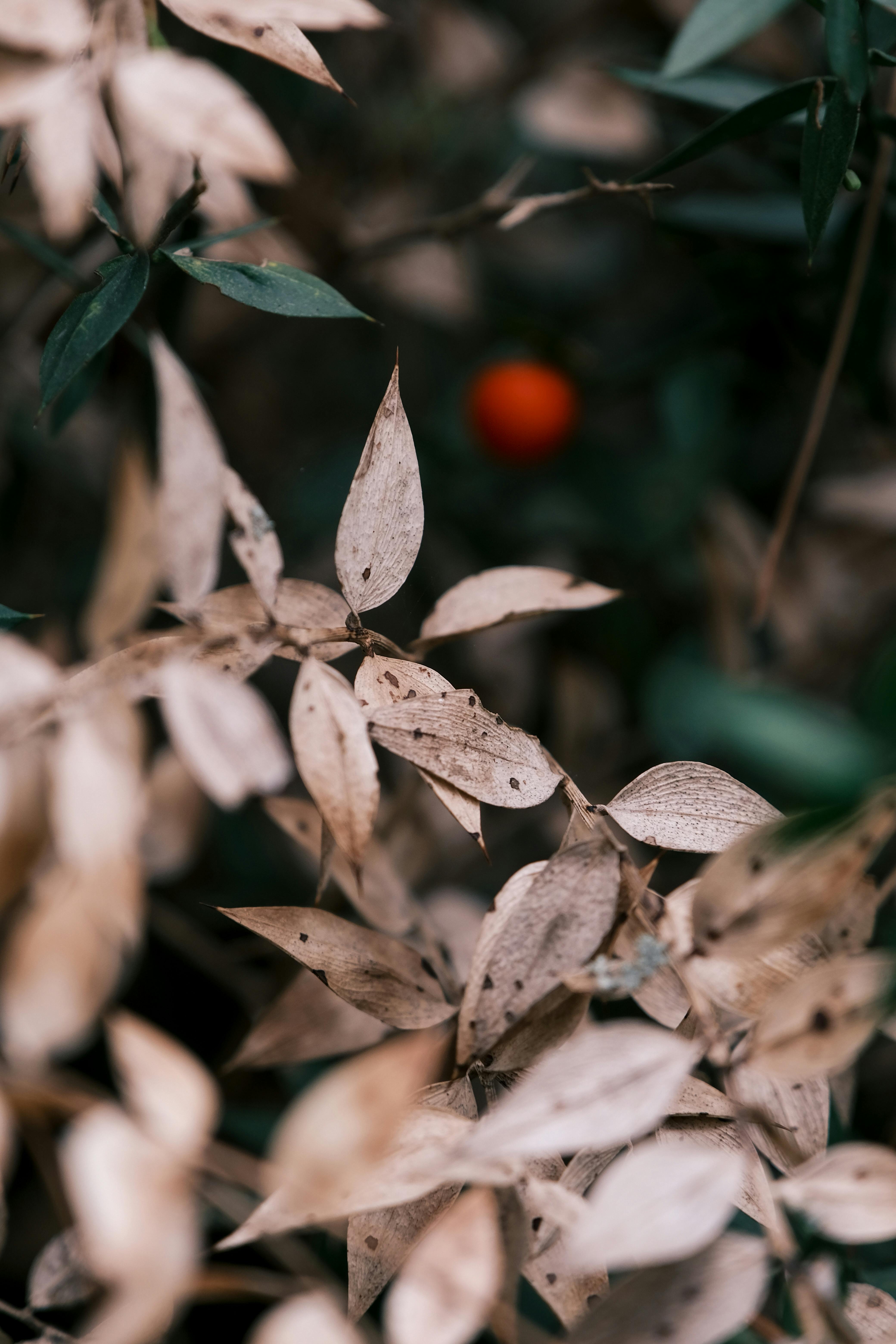 Closeup of Dry Plant Leaves · Free Stock Photo