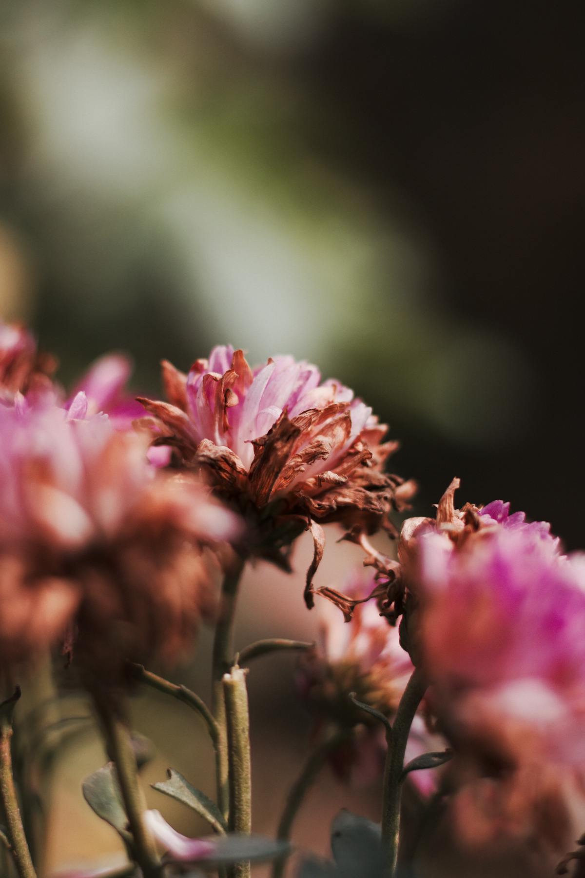 Fading Flowers Photos, Download The BEST Free Fading Flowers Stock ...