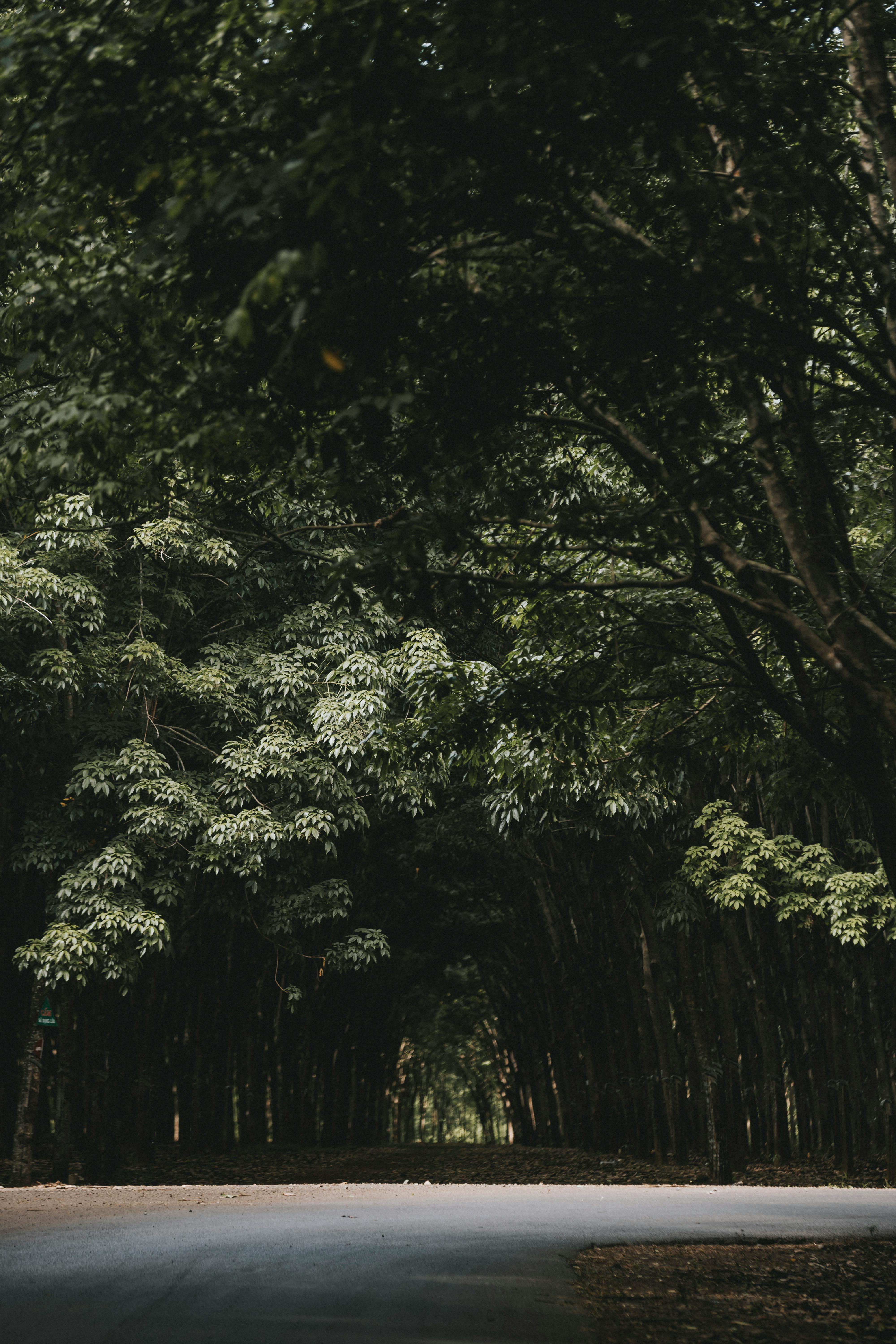 Trees over Road Turn · Free Stock Photo