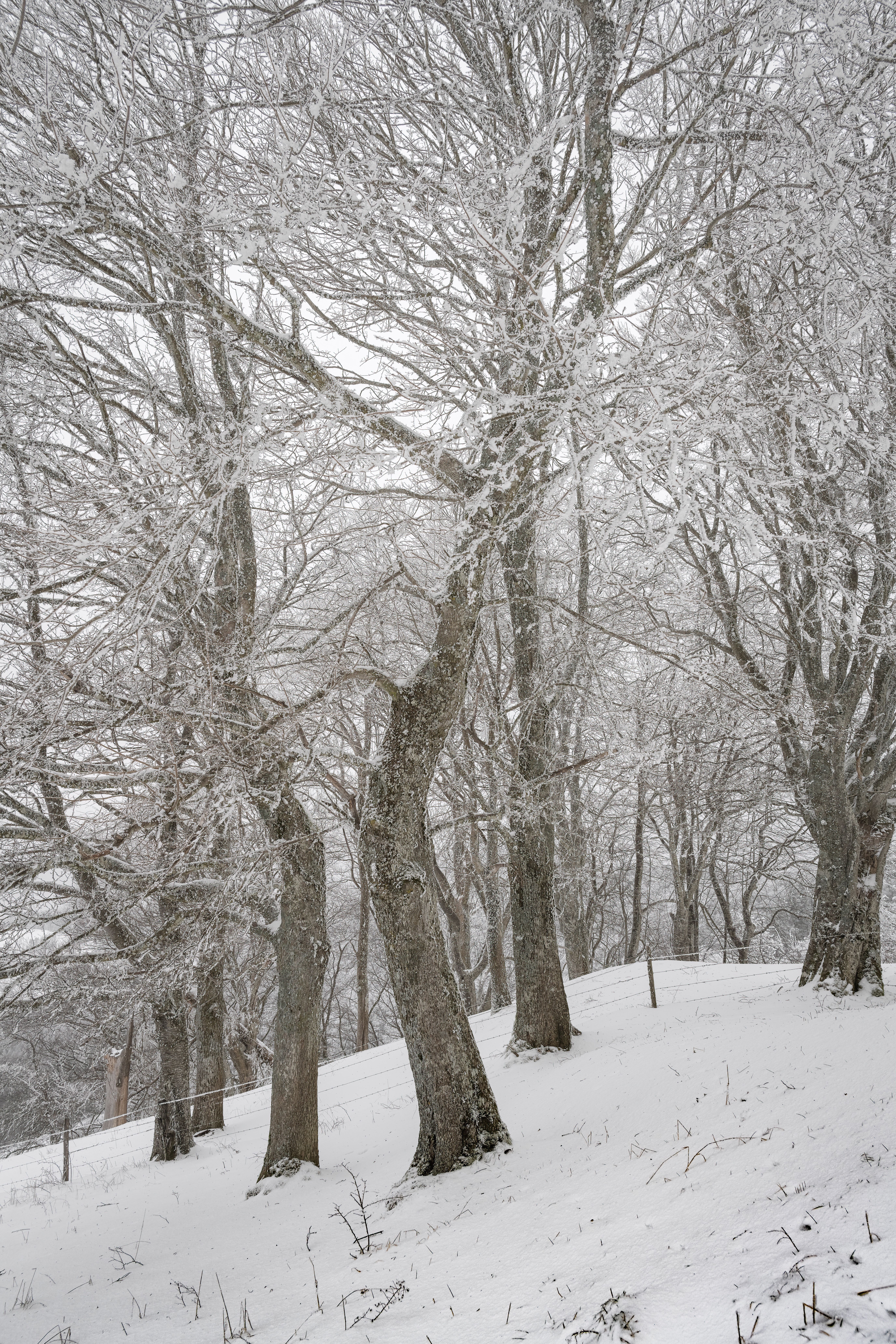 Snow Covered Green Forest Trees during Day · Free Stock Photo