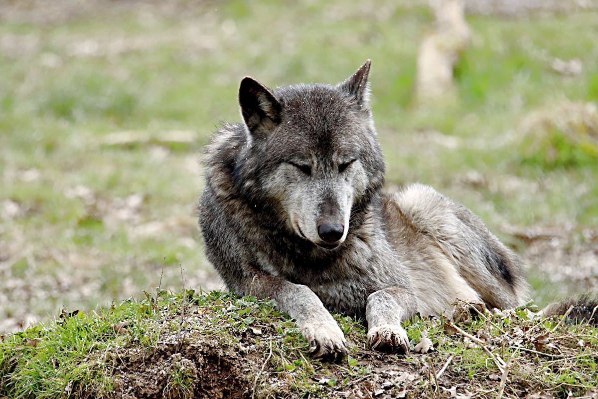 Grey Wolf Photos, Download The BEST Free Grey Wolf Stock Photos & HD Images